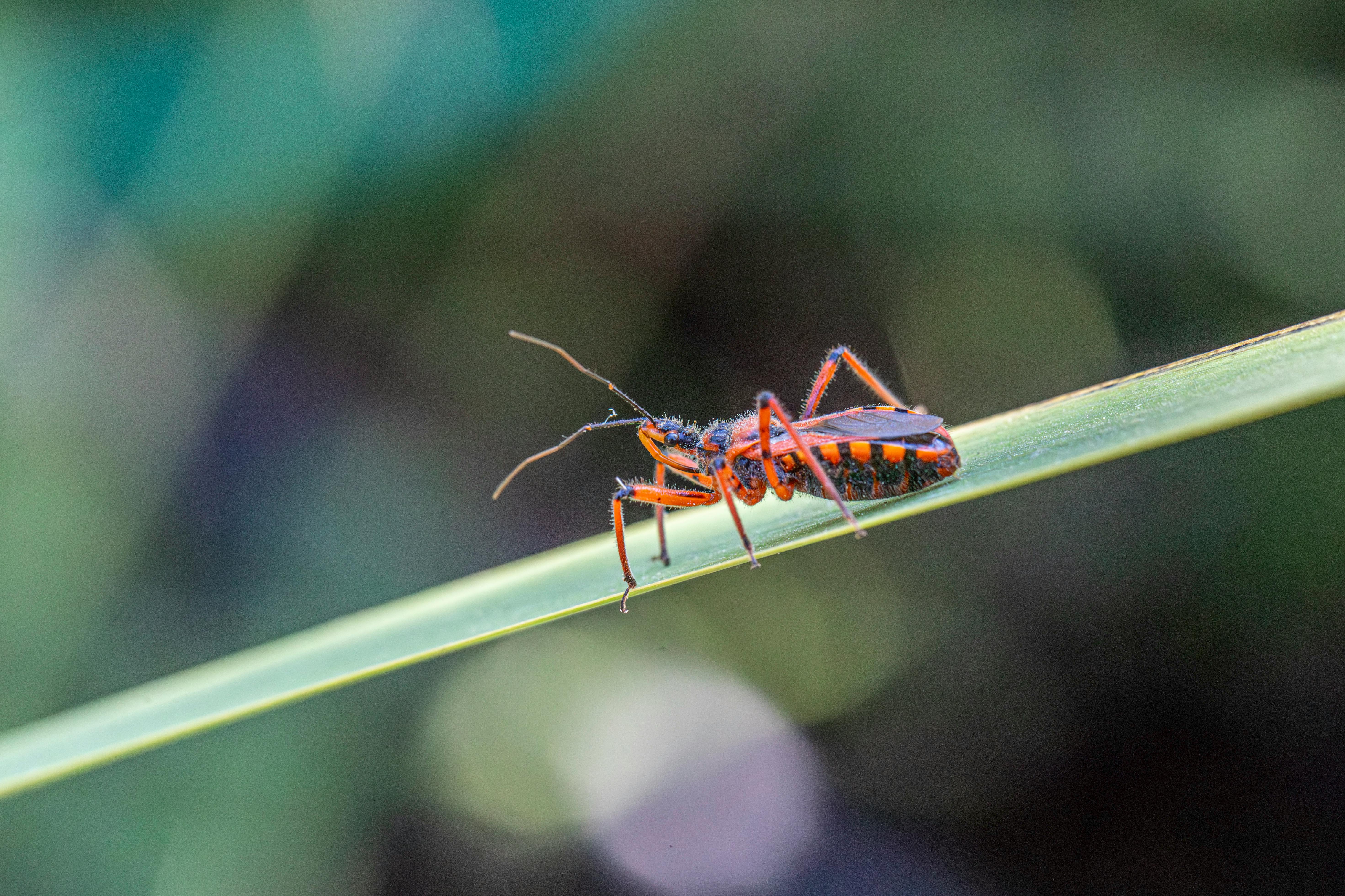 A bug with orange and black stripes on its back · Free Stock Photo