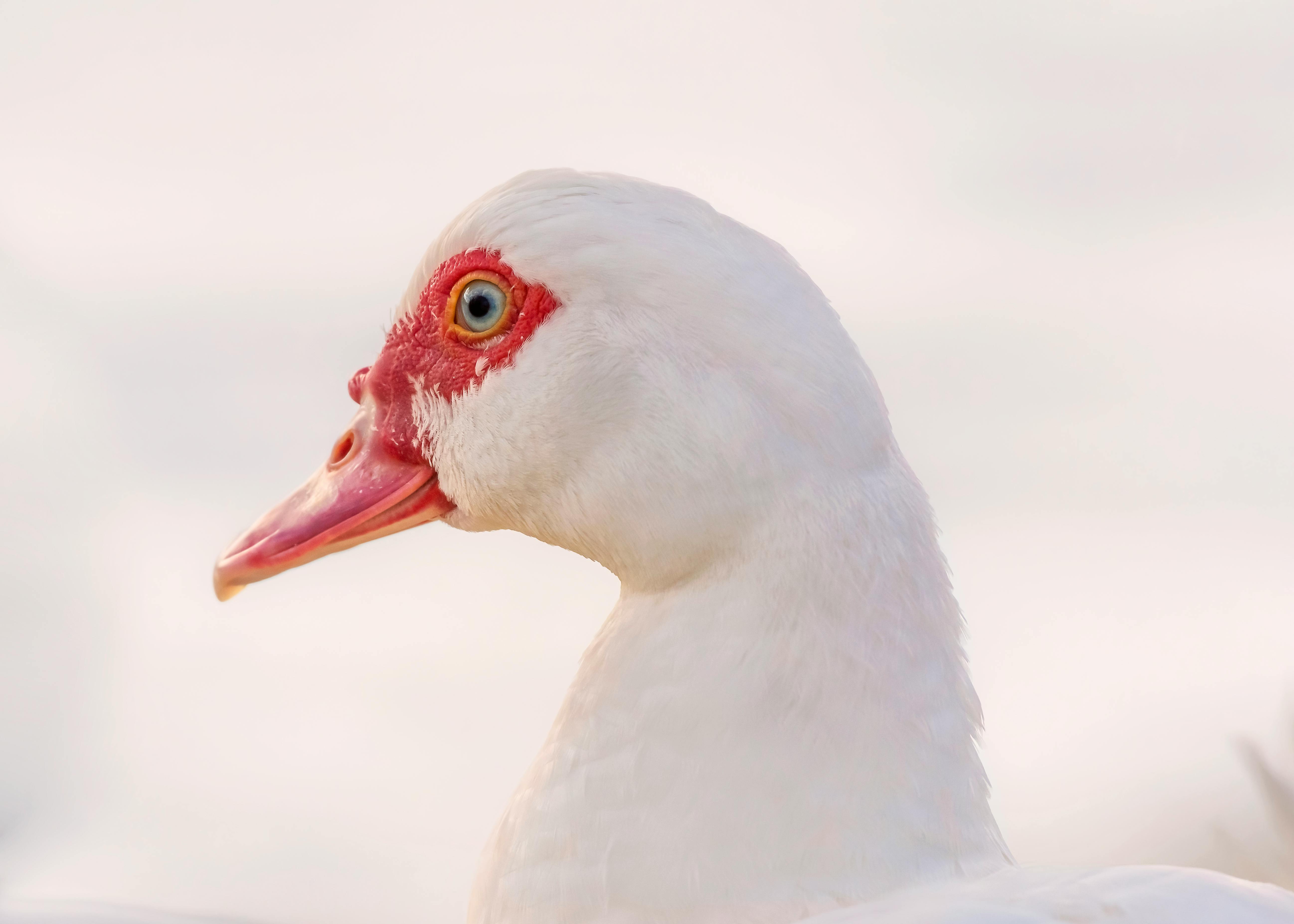 A white duck with red eyes and a pink beak · Free Stock Photo