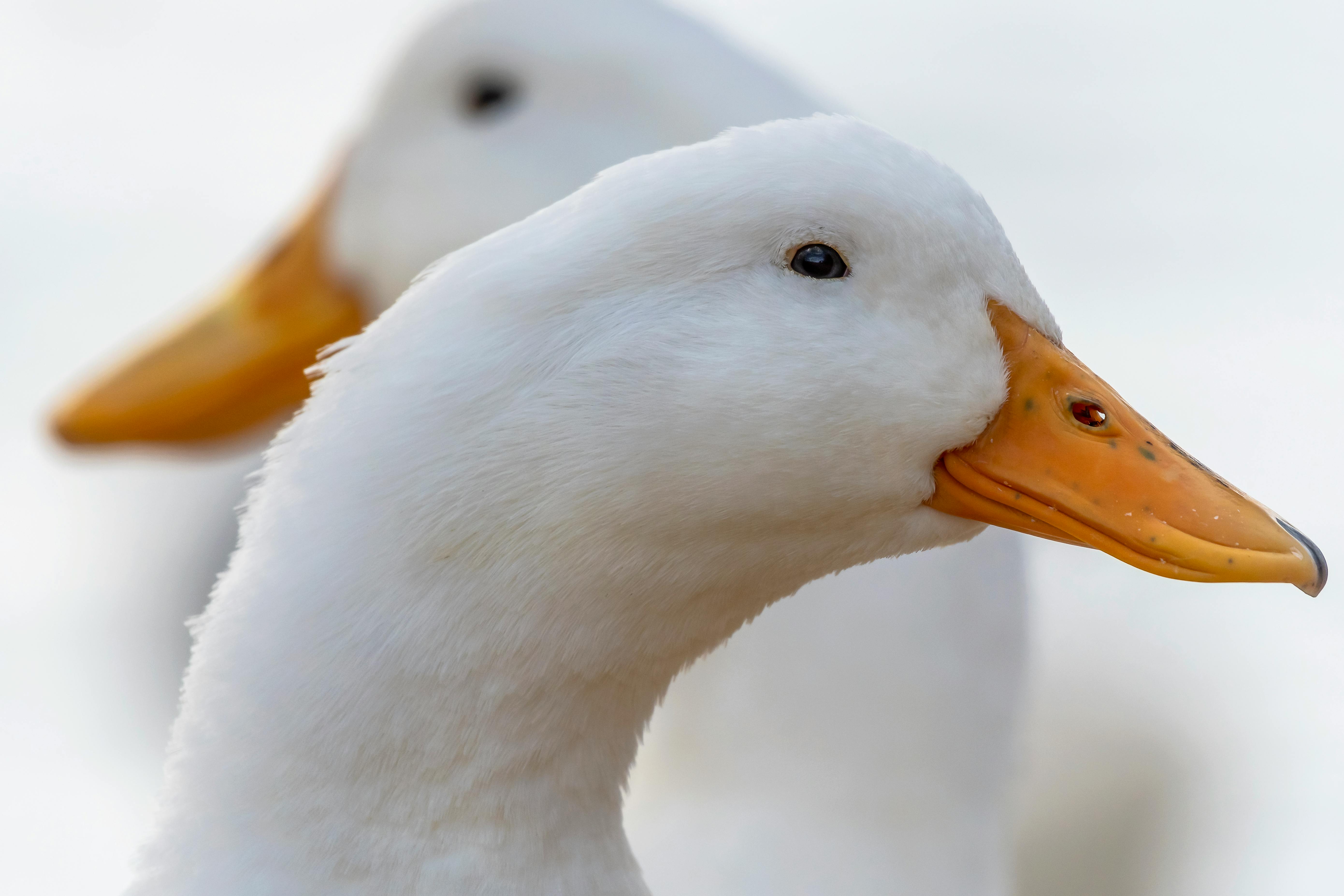 Duck portrait - white duck · Free Stock Photo