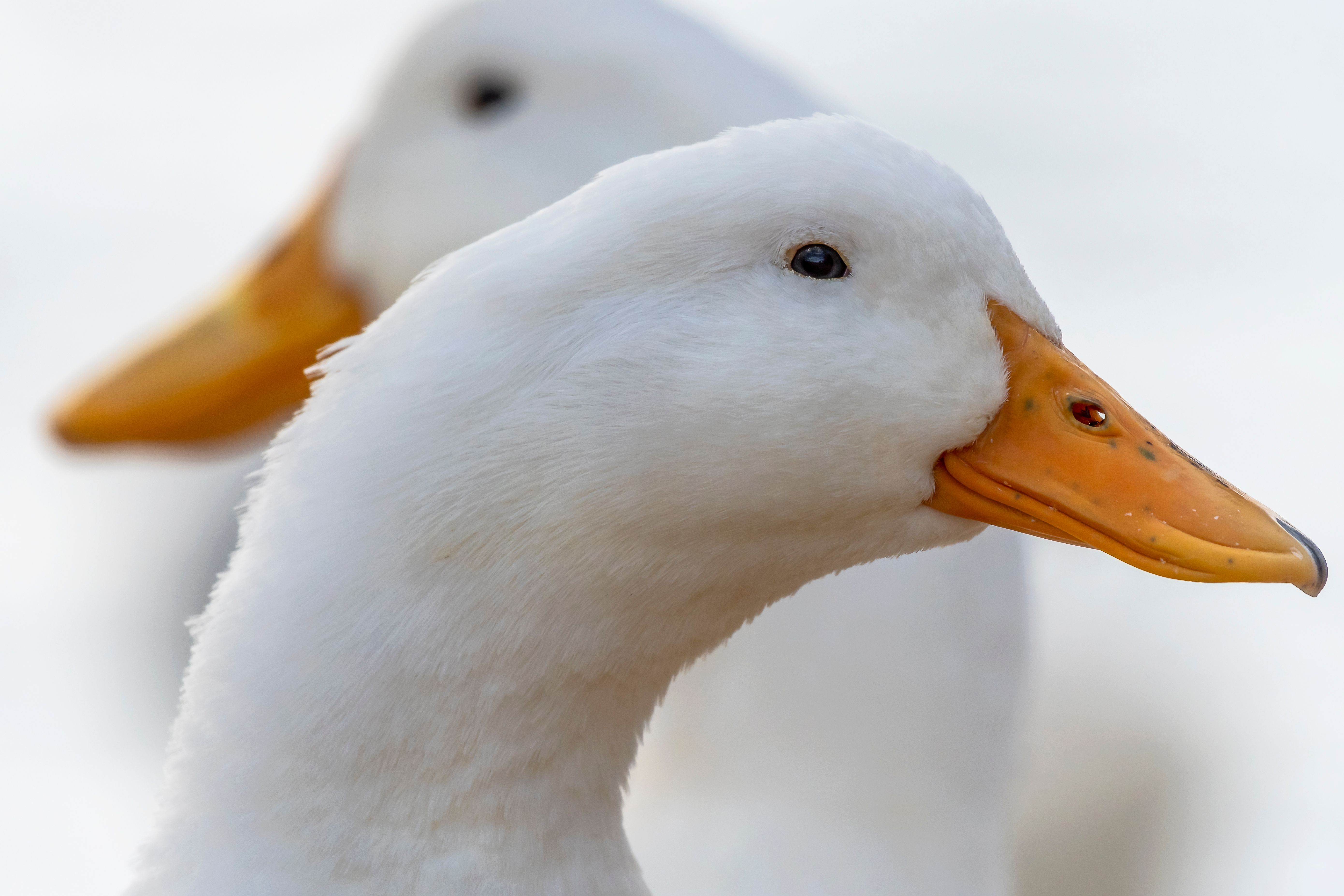Pato Cocomelon Photos, Download The BEST Free Pato Cocomelon Stock ...