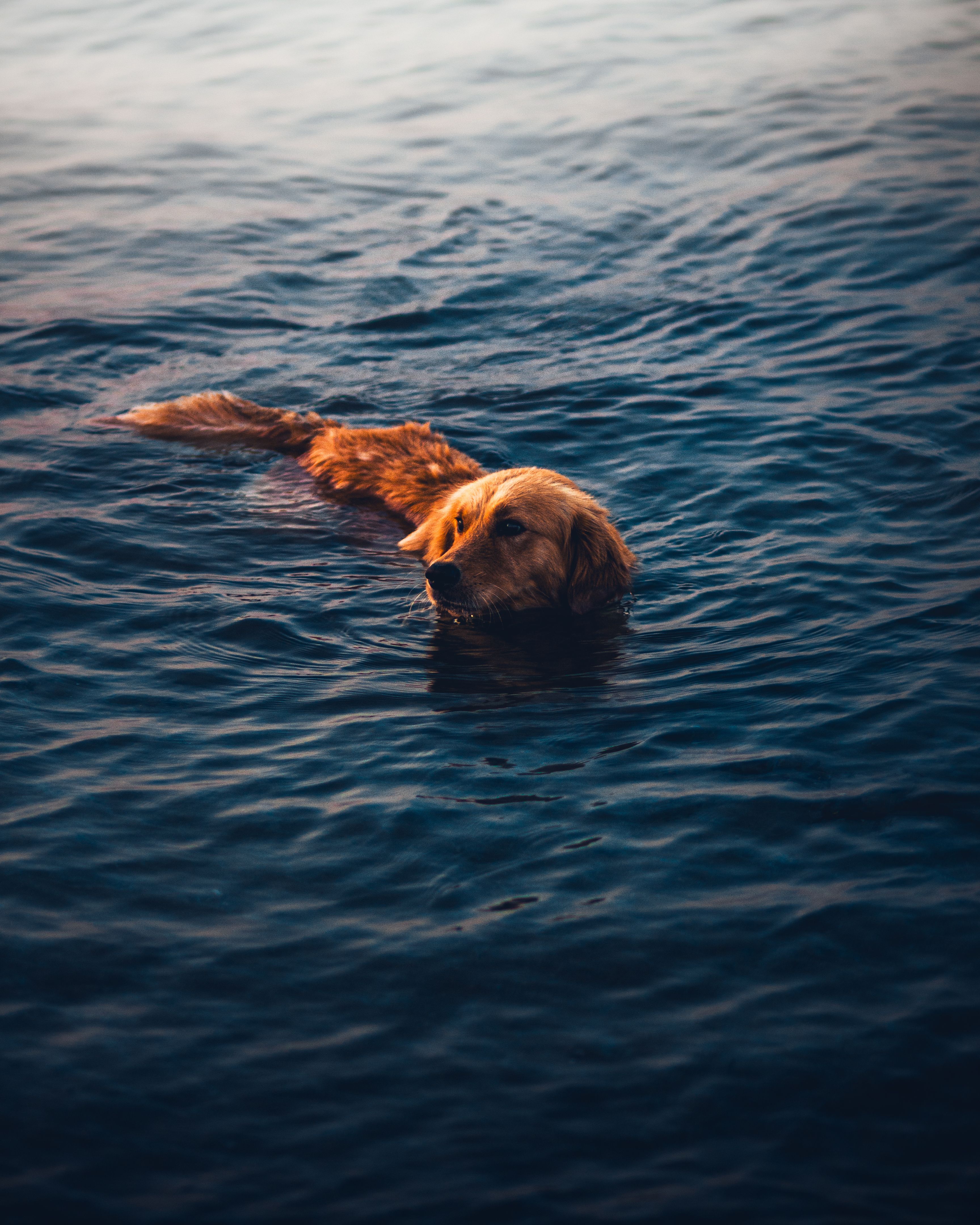 A golden retriever swimming in the ocean · Free Stock Photo