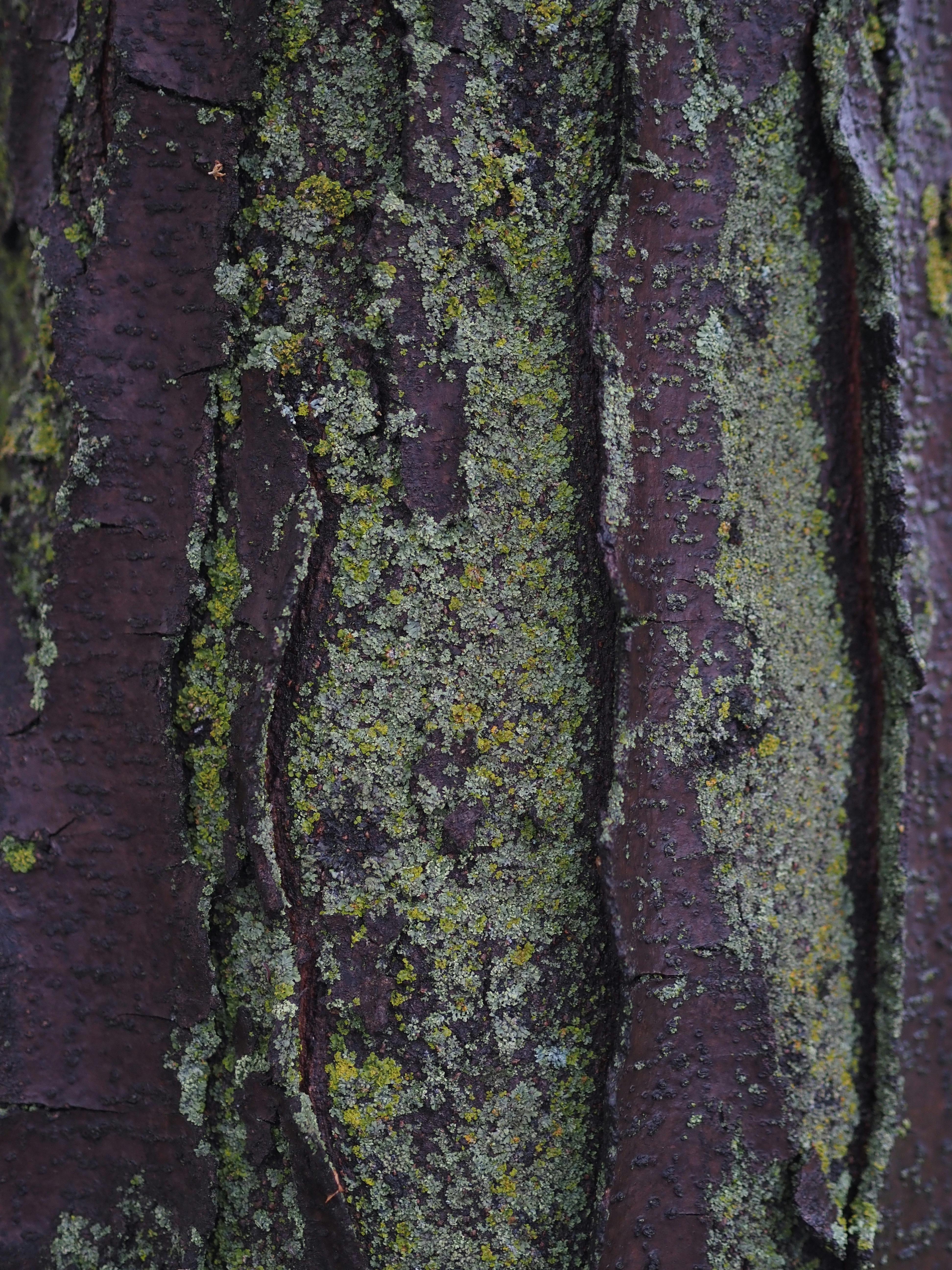 trees skin · Free Stock Photo