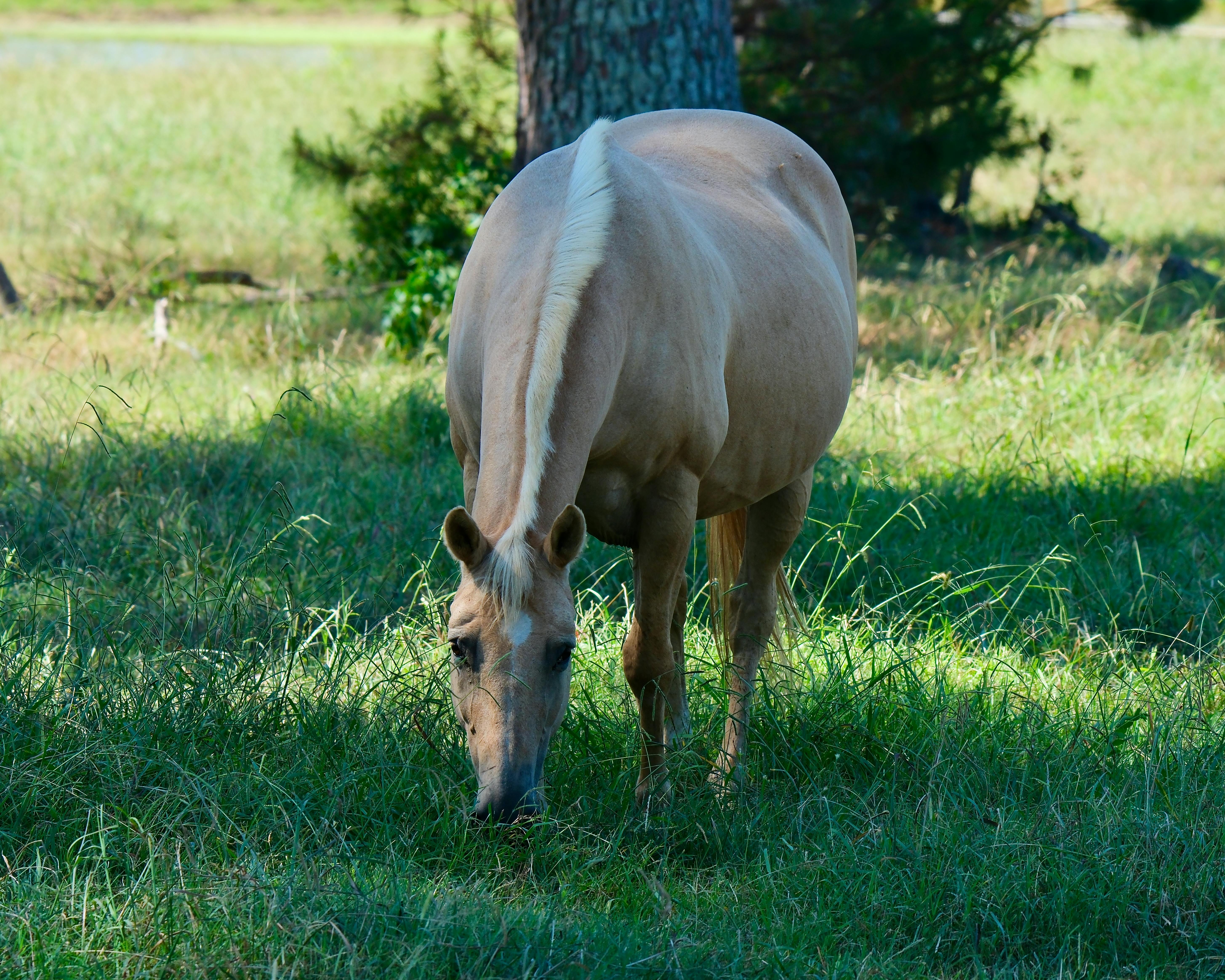 Palomino Quarter Horse · Free Stock Photo