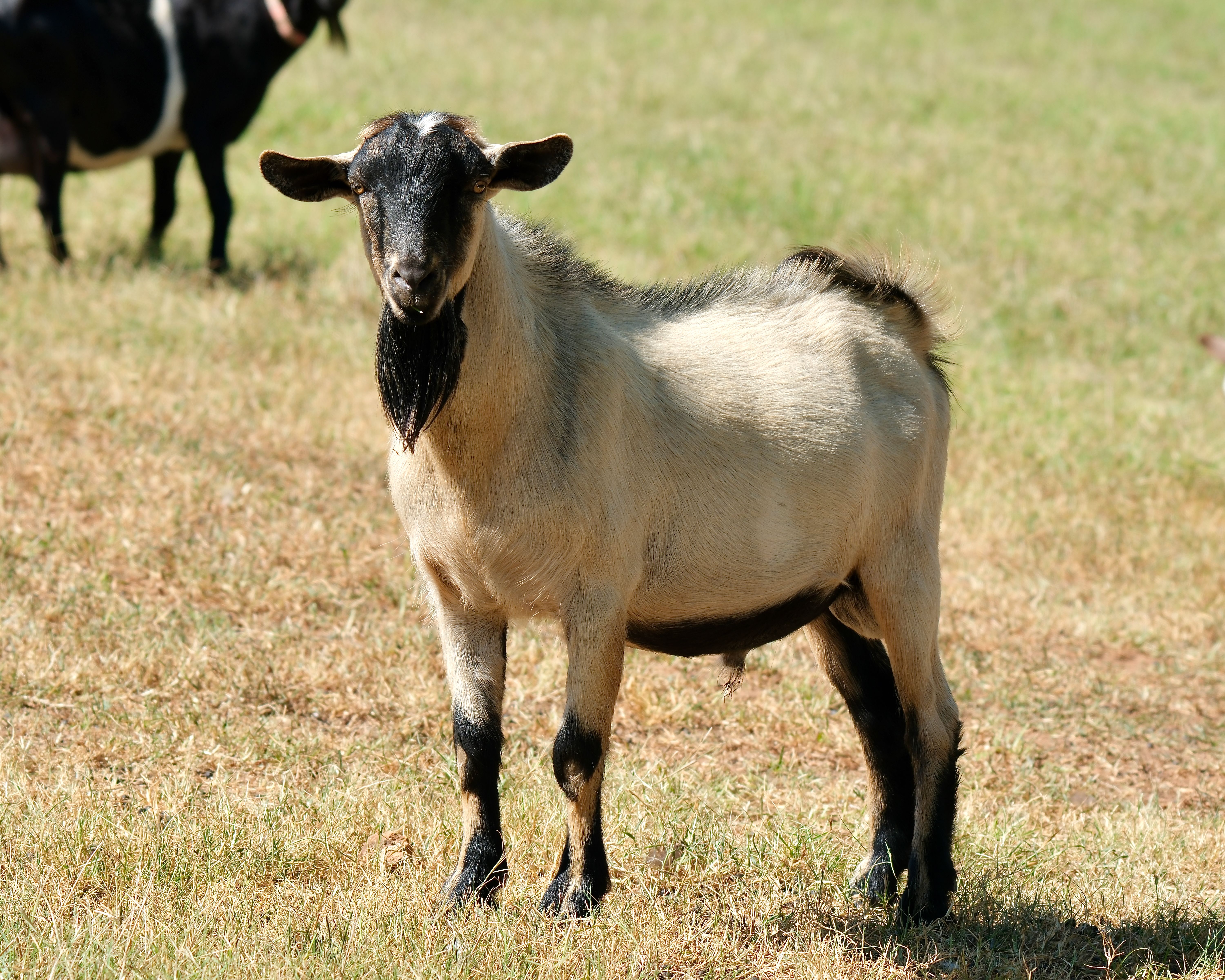 Goat · Free Stock Photo