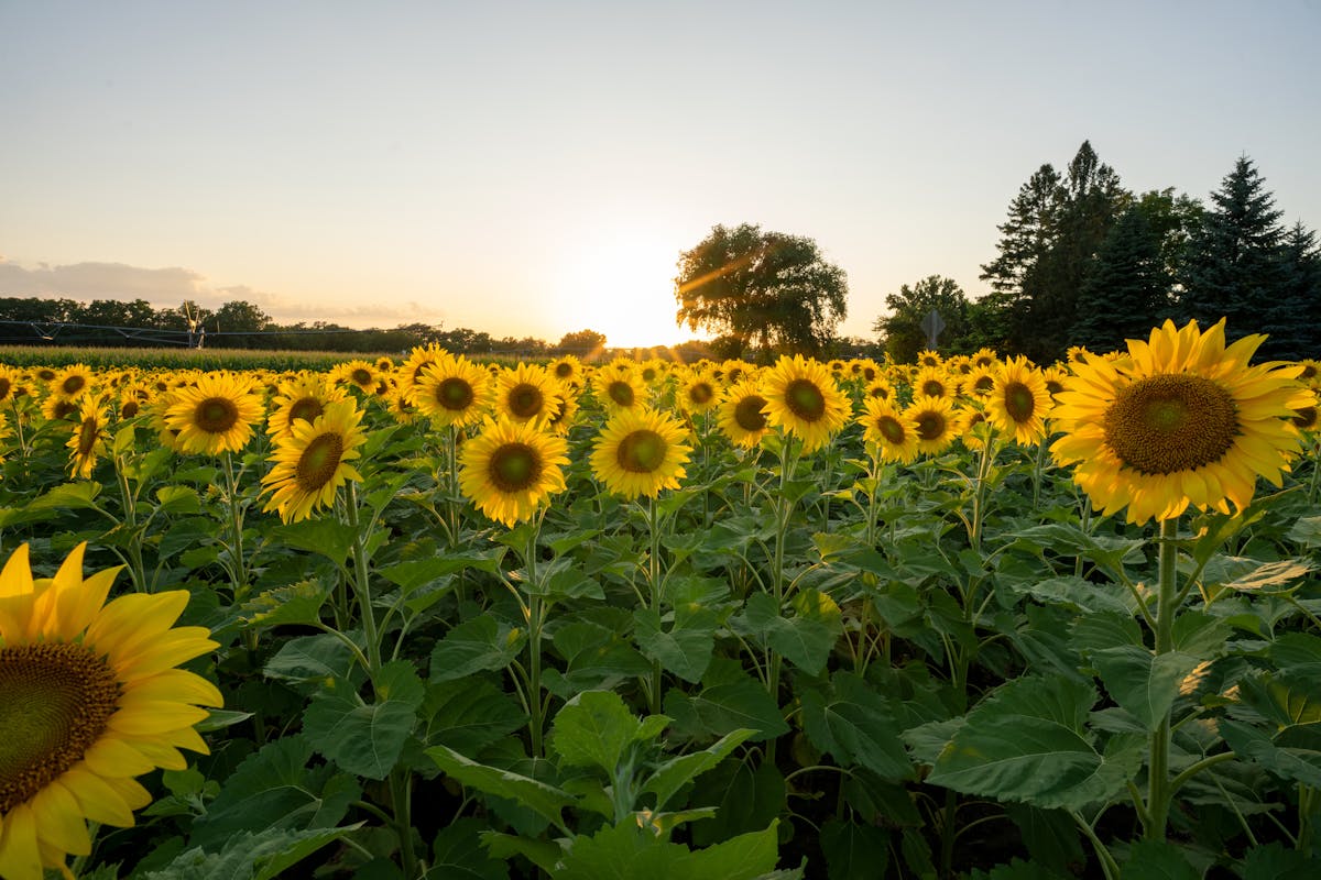 Sunset Over Green Field Of Corn, Iowa, Usa Photos, Download The BEST ...
