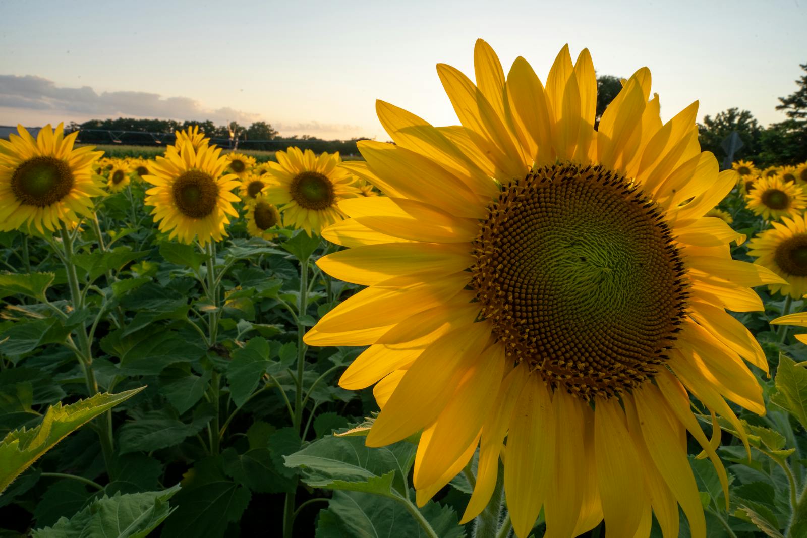 Sunset Over Green Field Of Corn, Iowa, Usa Photos, Download The BEST ...