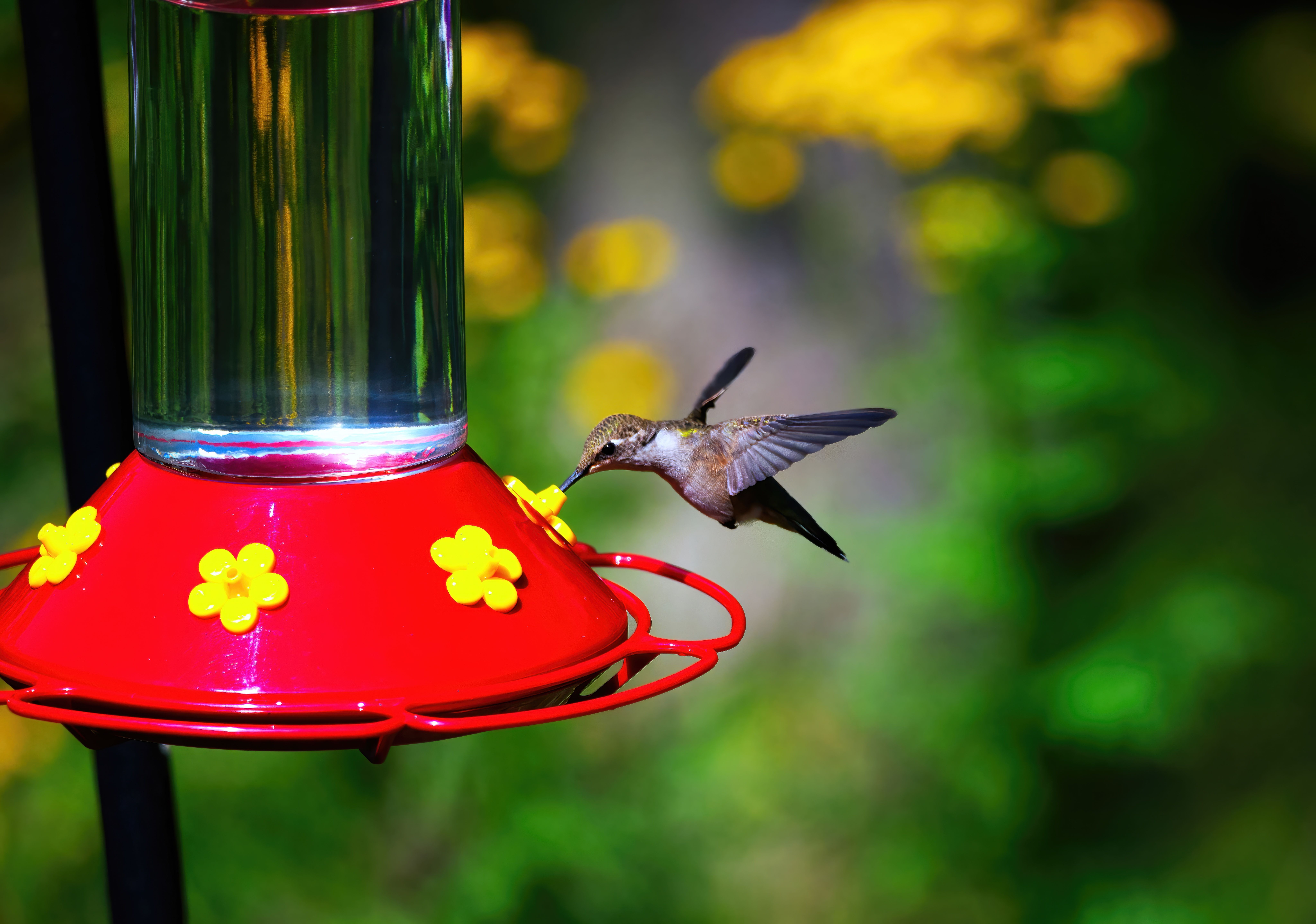Photo gratuite de agile, aile, alimenter, animal, archilochus colubris ...