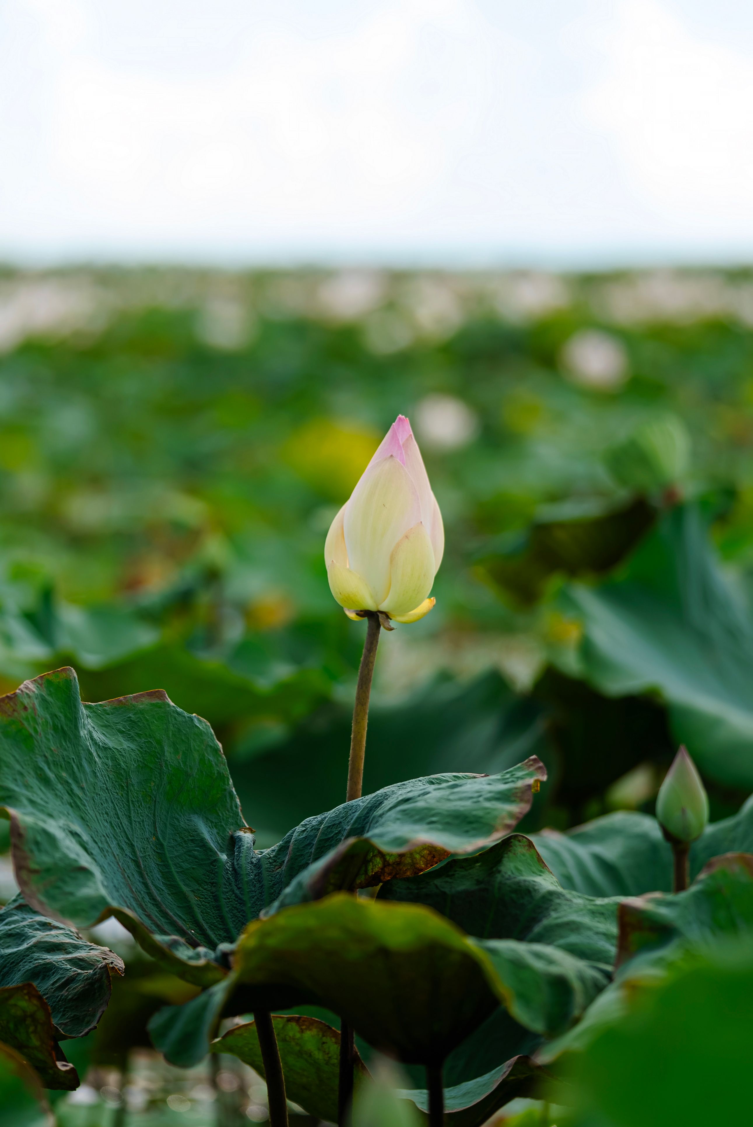 Lettus Leaf Photos, Download The BEST Free Lettus Leaf Stock Photos ...