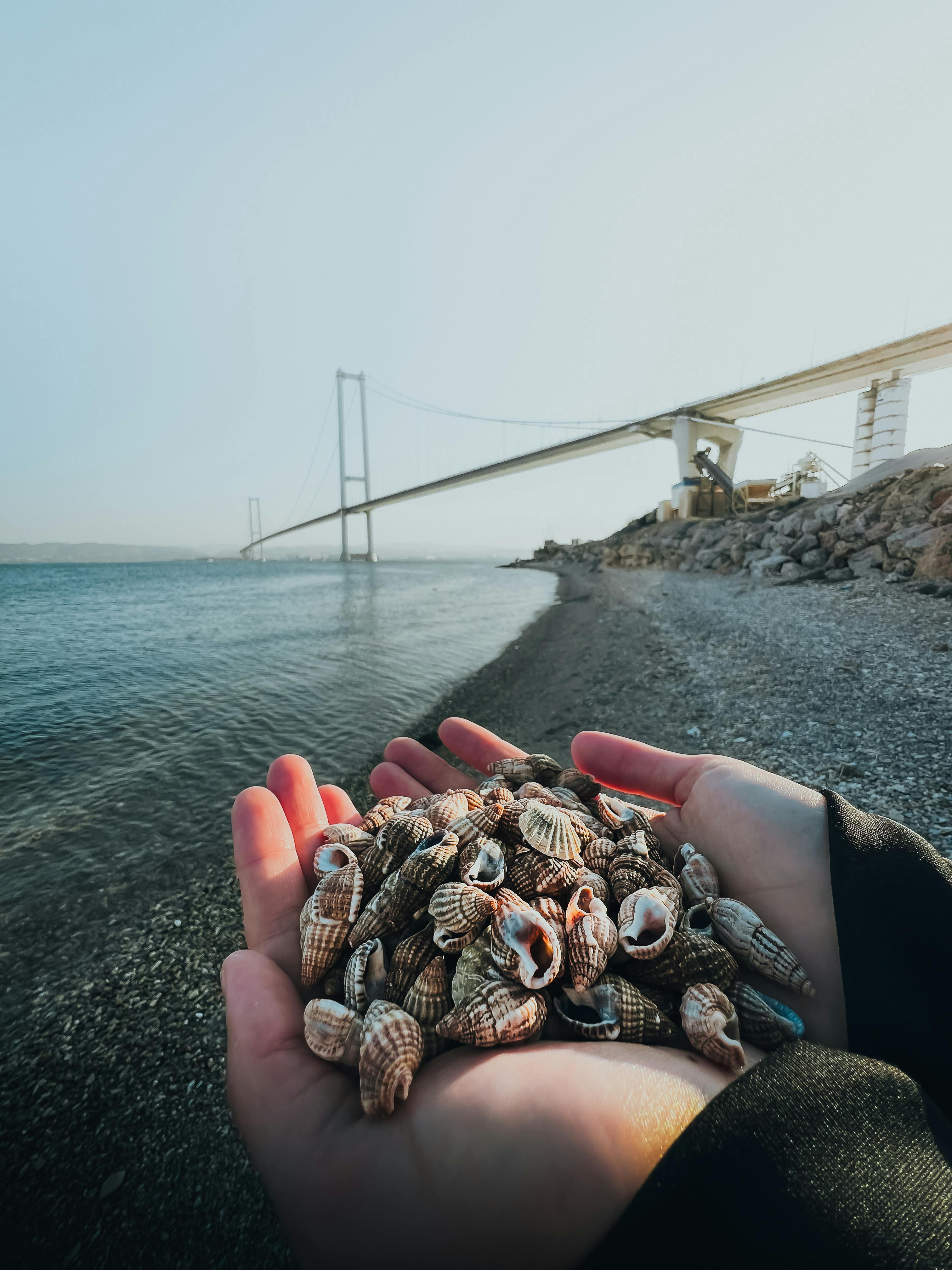 A person holding shells in front of a bridge · Free Stock Photo