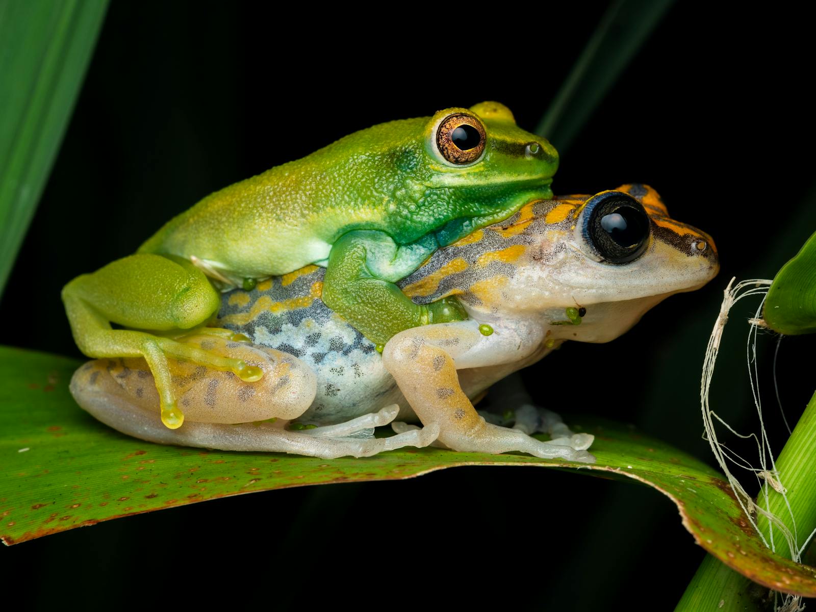 Frogs Photos, Download The BEST Free Frogs Stock Photos & HD Images