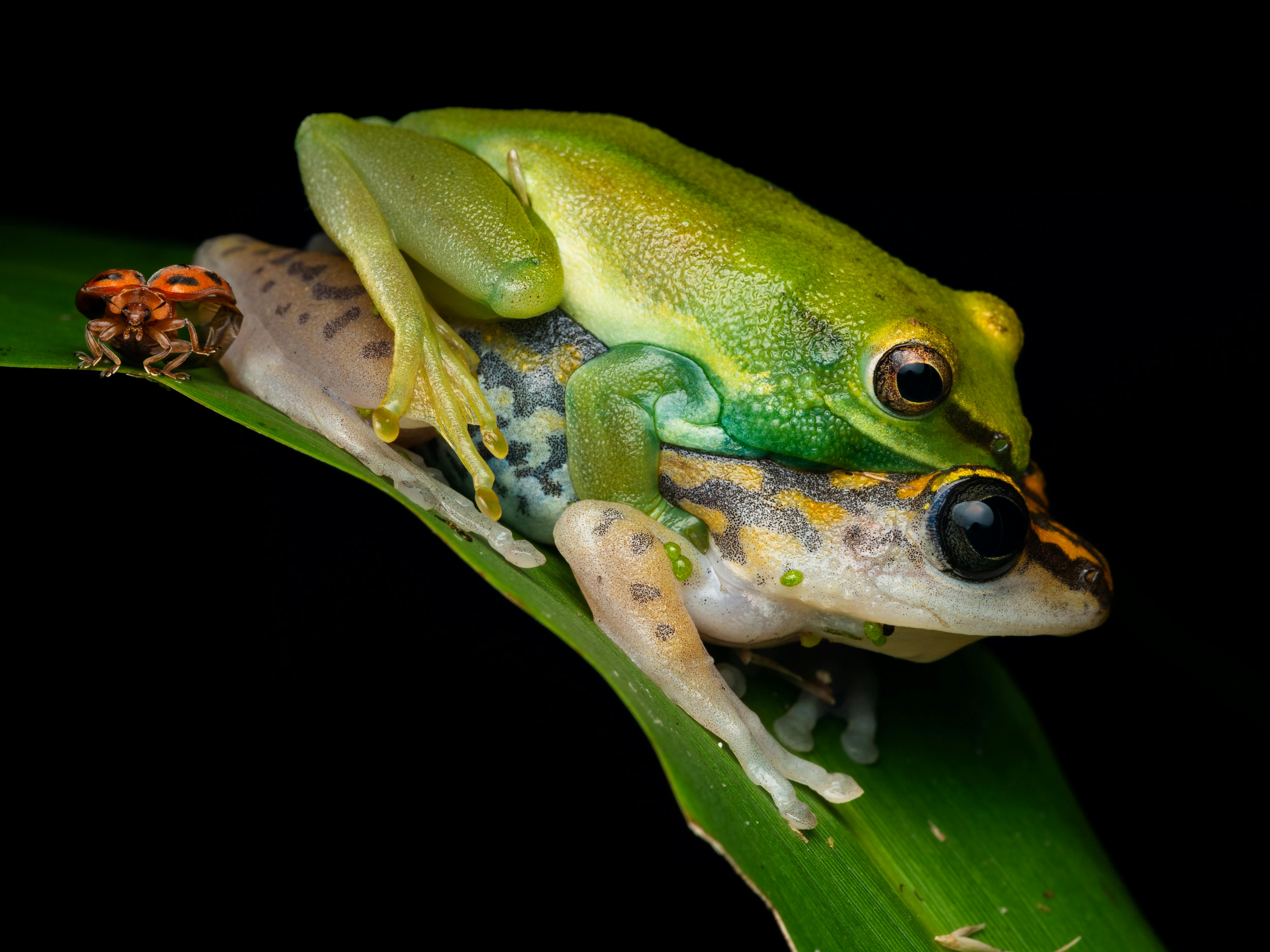 High Angle View of Two Frogs · Free Stock Photo