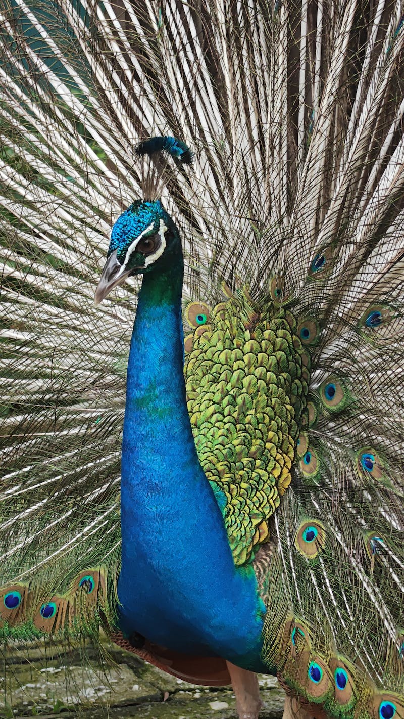 Peacock Tail Photos, Download The BEST Free Peacock Tail Stock Photos ...