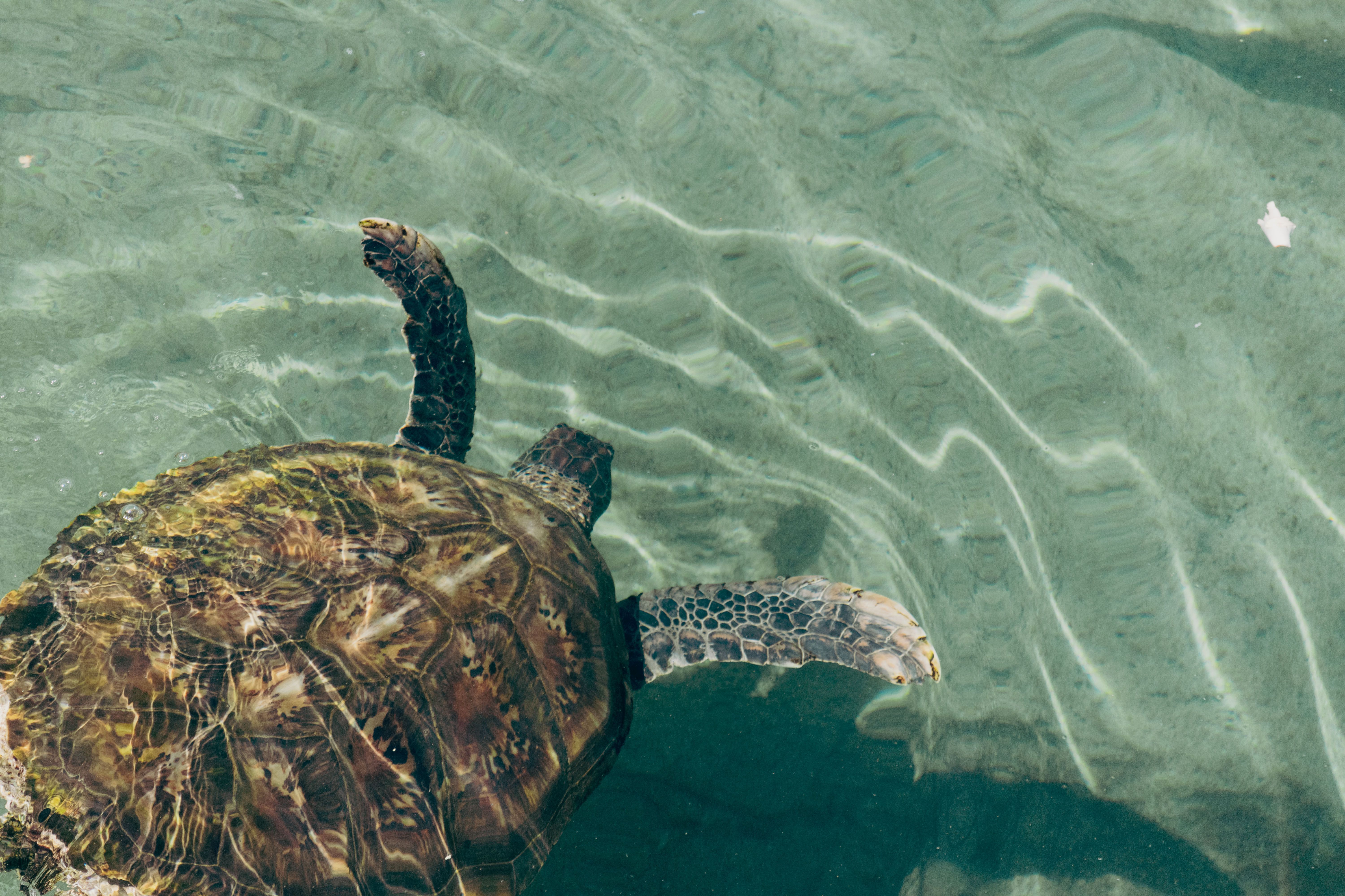 A turtle swimming in the water with its head up · Free Stock Photo
