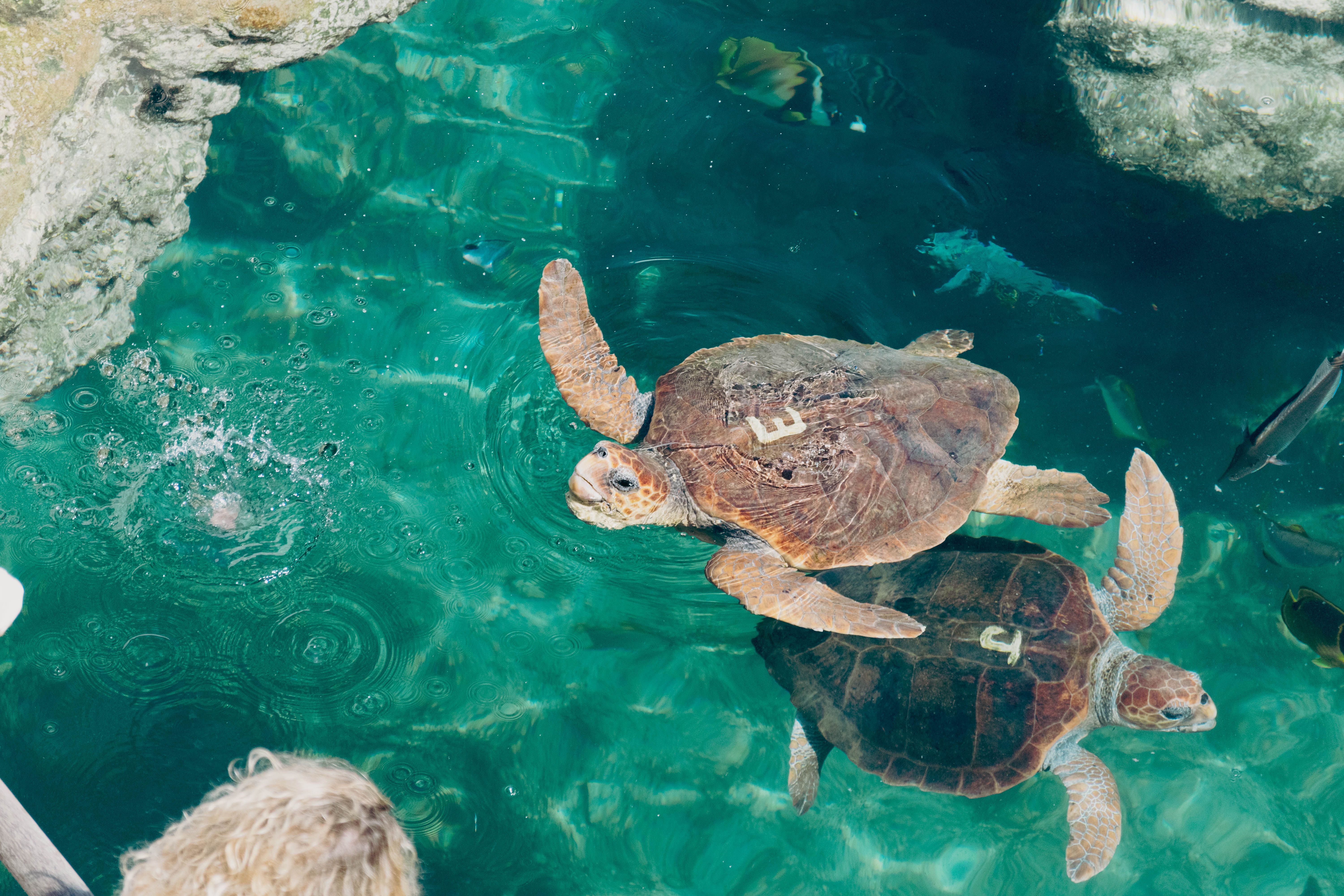 Two turtles swimming in the water near a person · Free Stock Photo