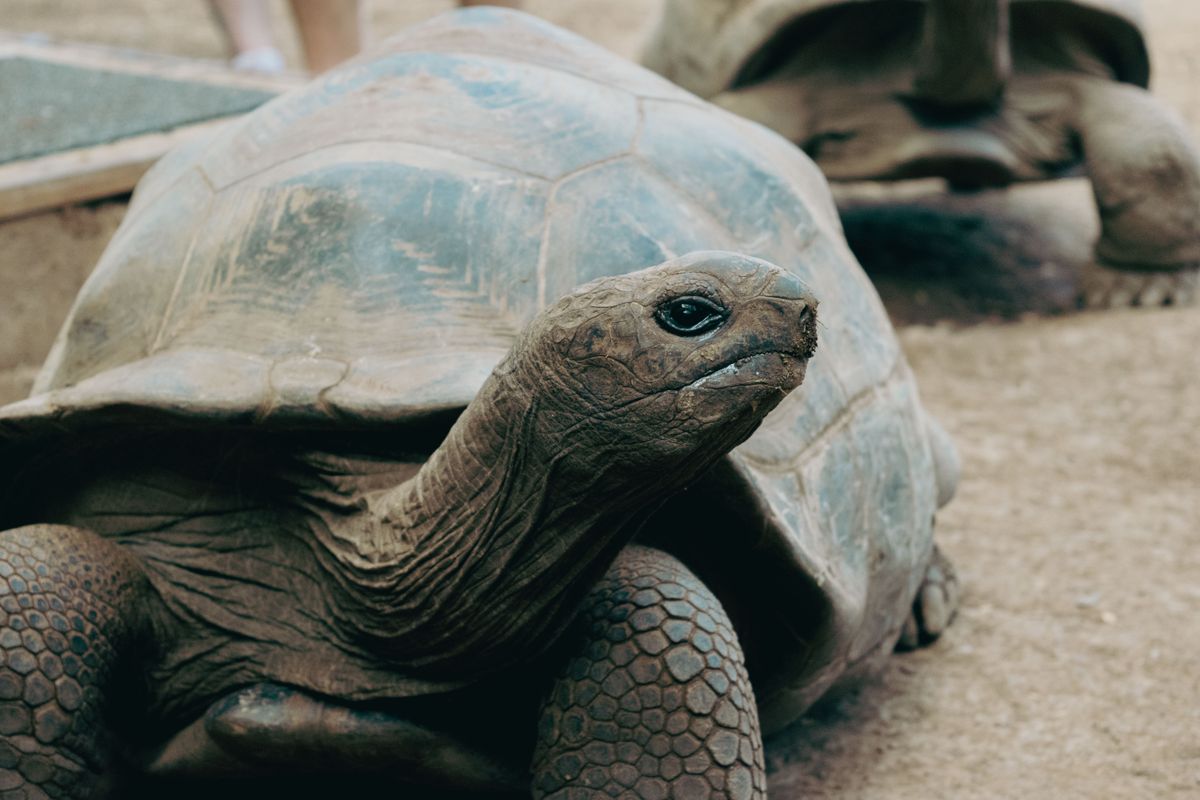 African Sideneck Turtle Care: A Comprehensive Guide