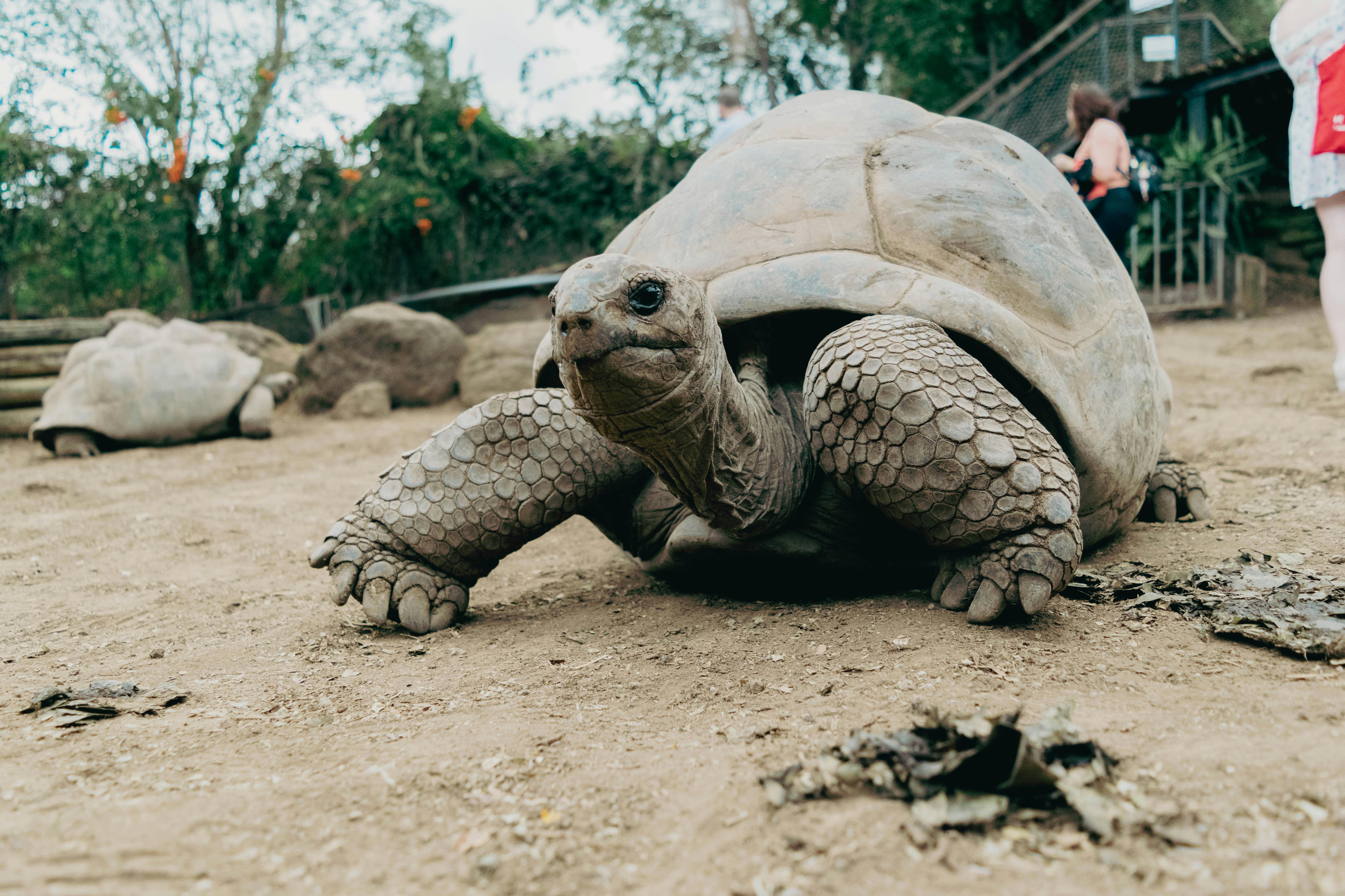 Tortoise on Rock · Free Stock Photo