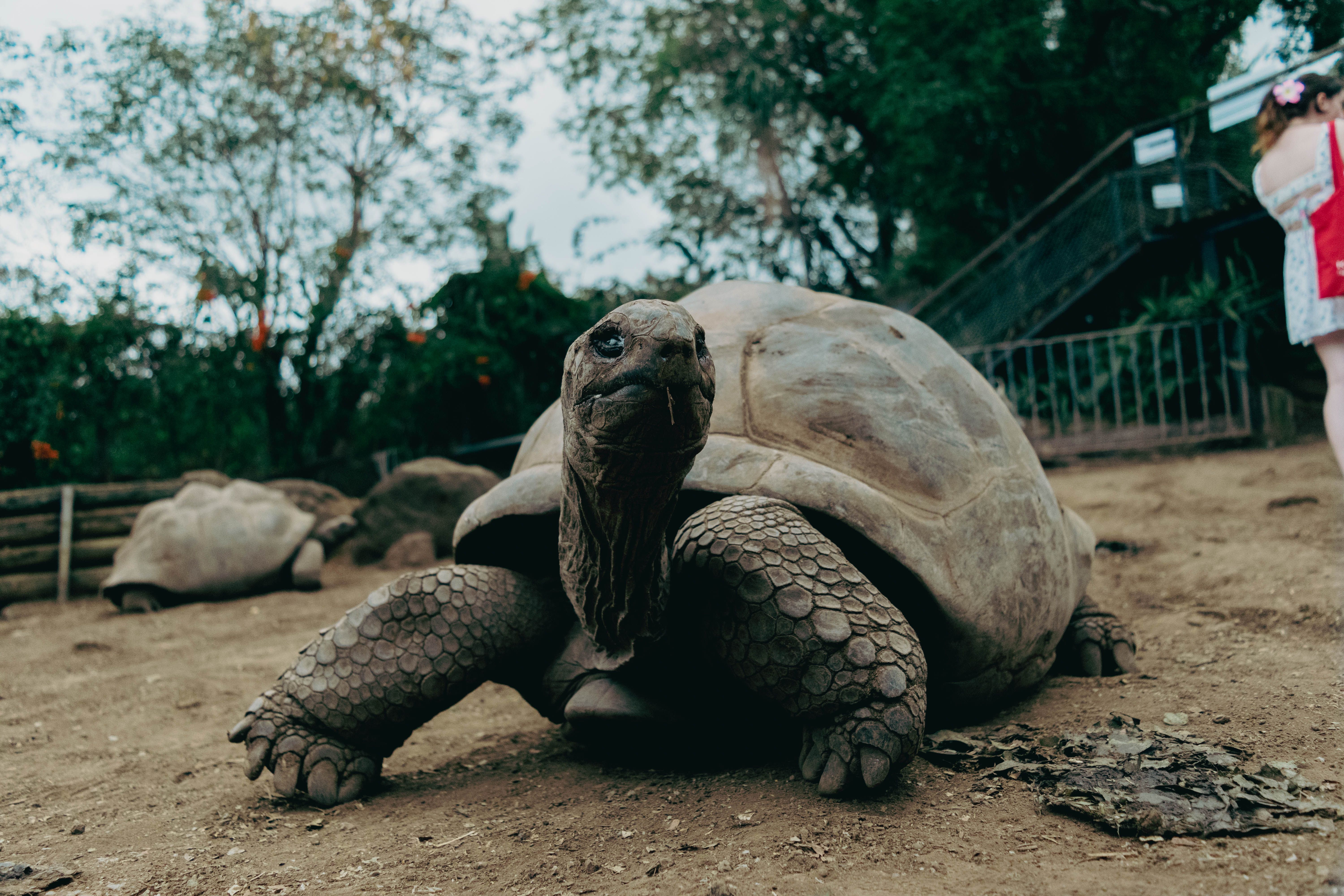 A large tortoise is standing on a dirt ground · Free Stock Photo