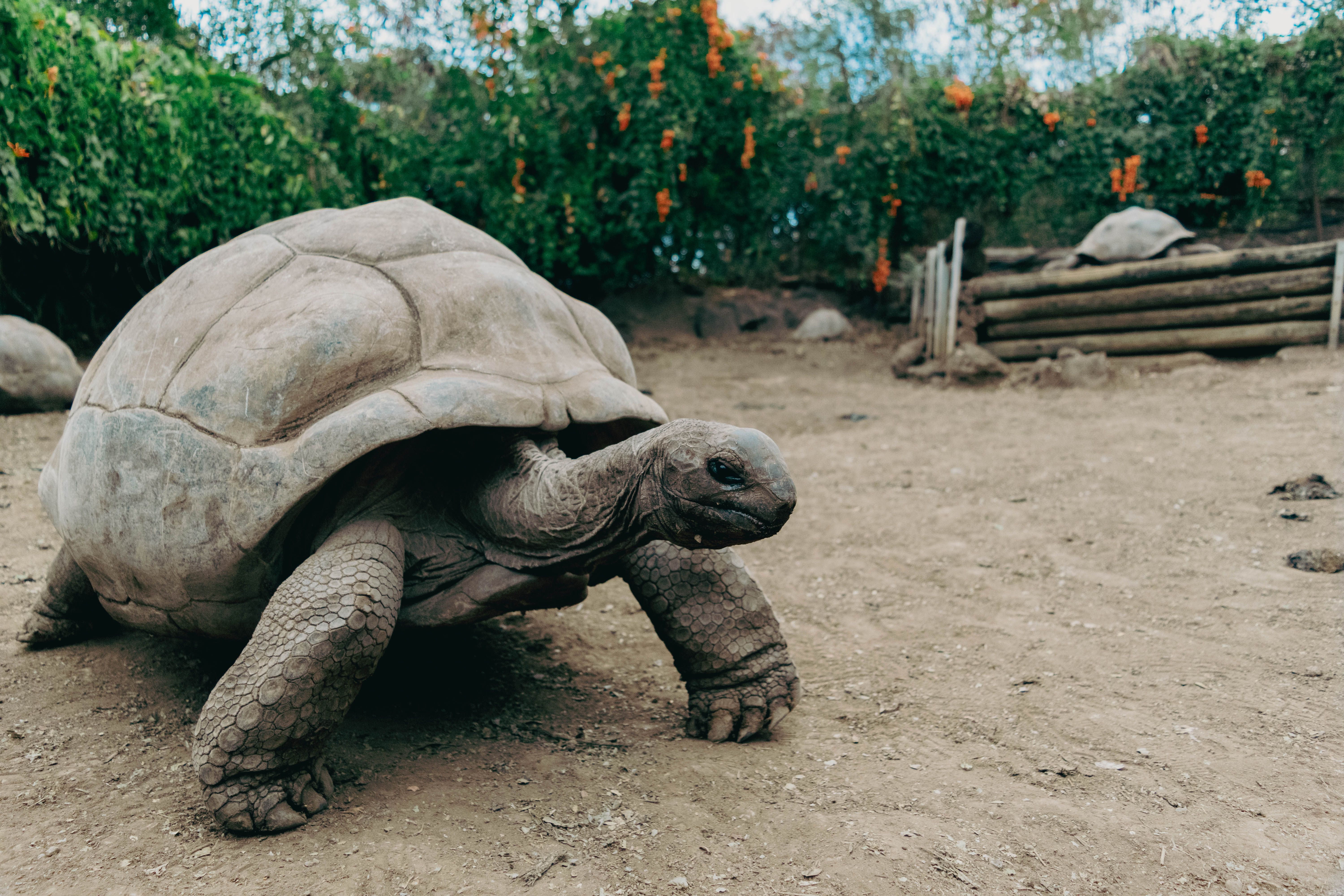 A large tortoise walking in a dirt field · Free Stock Photo