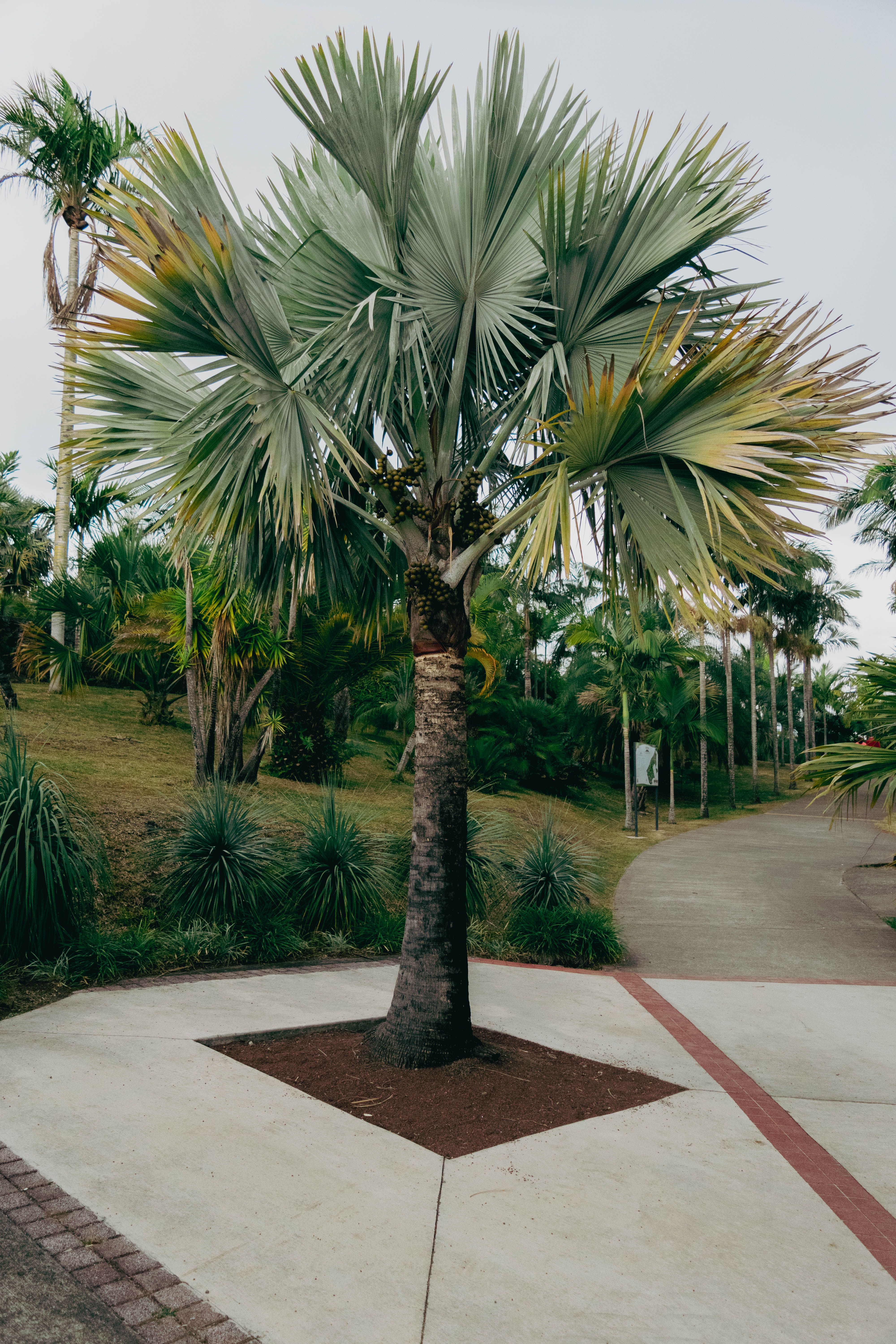 A palm tree in a park with a paved walkway · Free Stock Photo