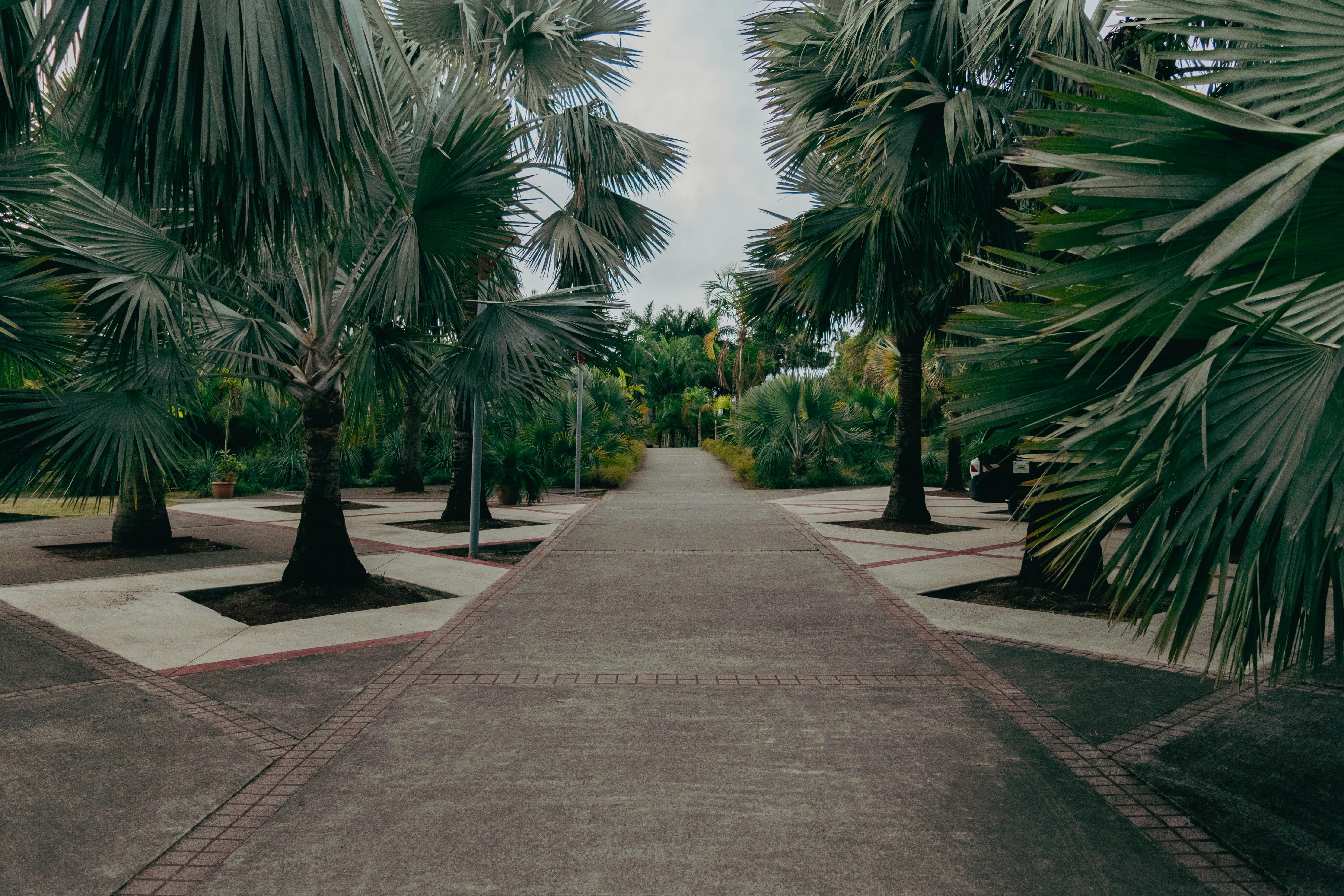 A walkway lined with palm trees and a palm tree · Free Stock Photo