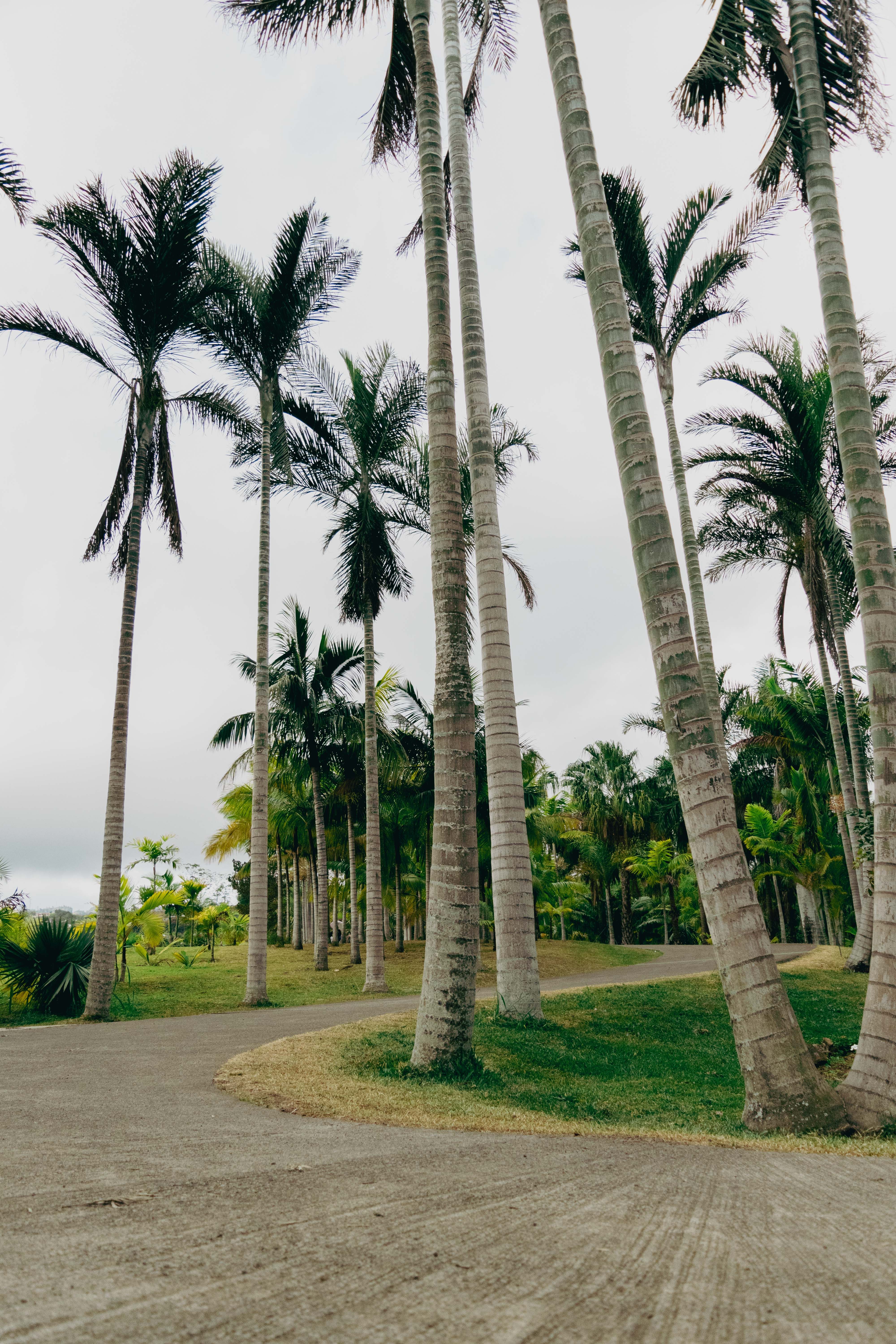 Palm trees line the road in front of a house · Free Stock Photo