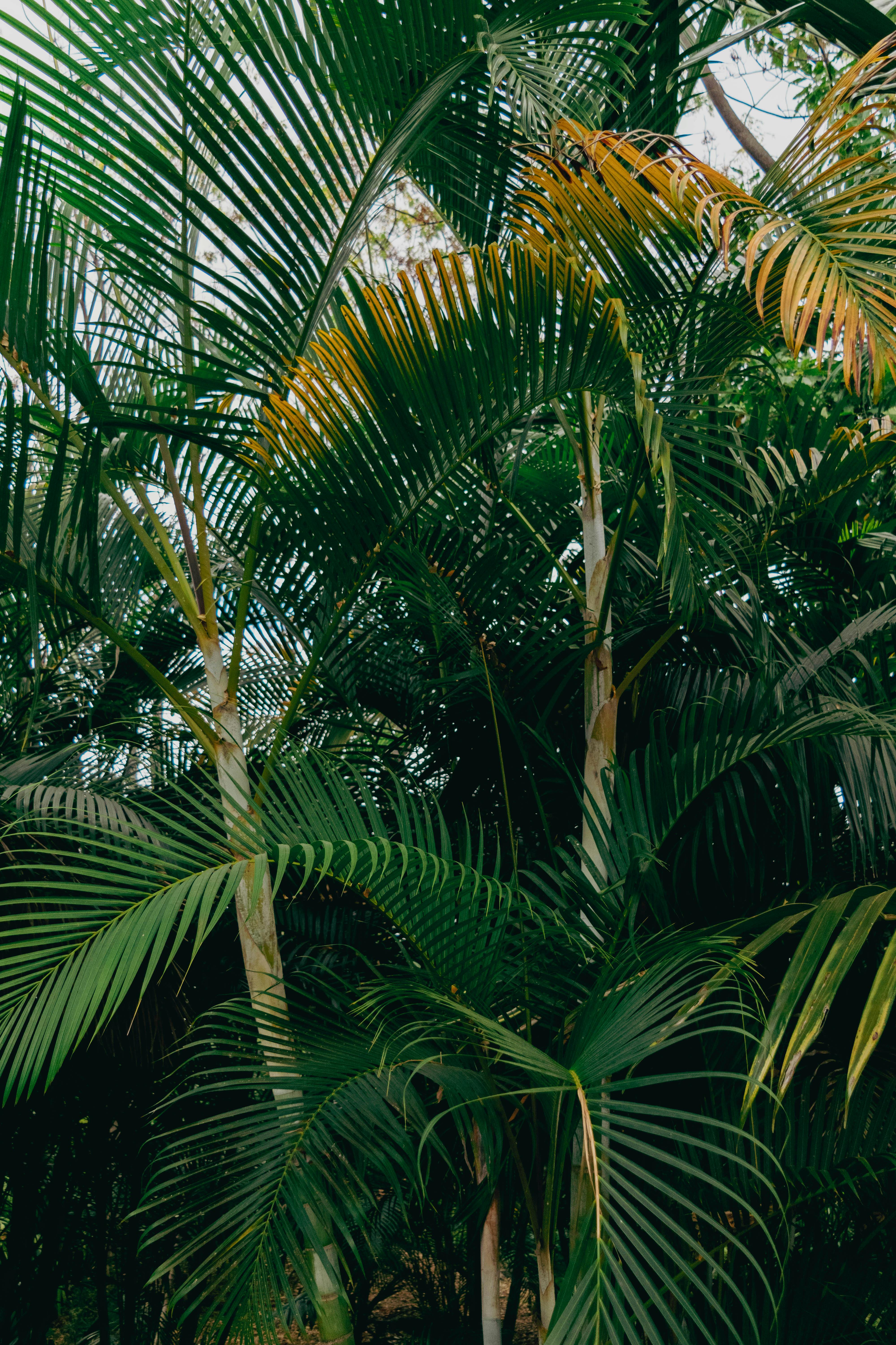 Green Trees in Forest · Free Stock Photo