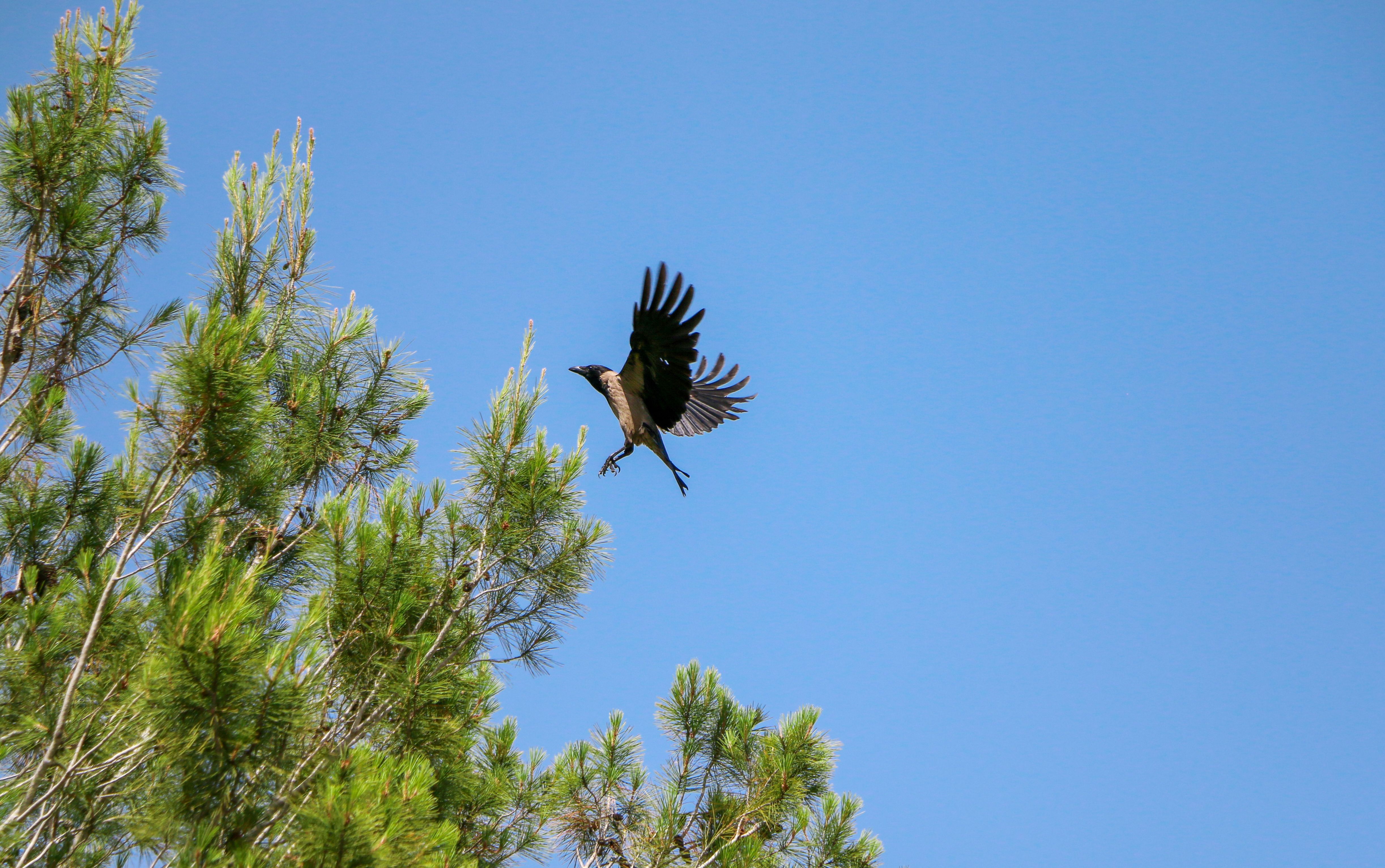 A bird flying over a tree with a blue sky · Free Stock Photo
