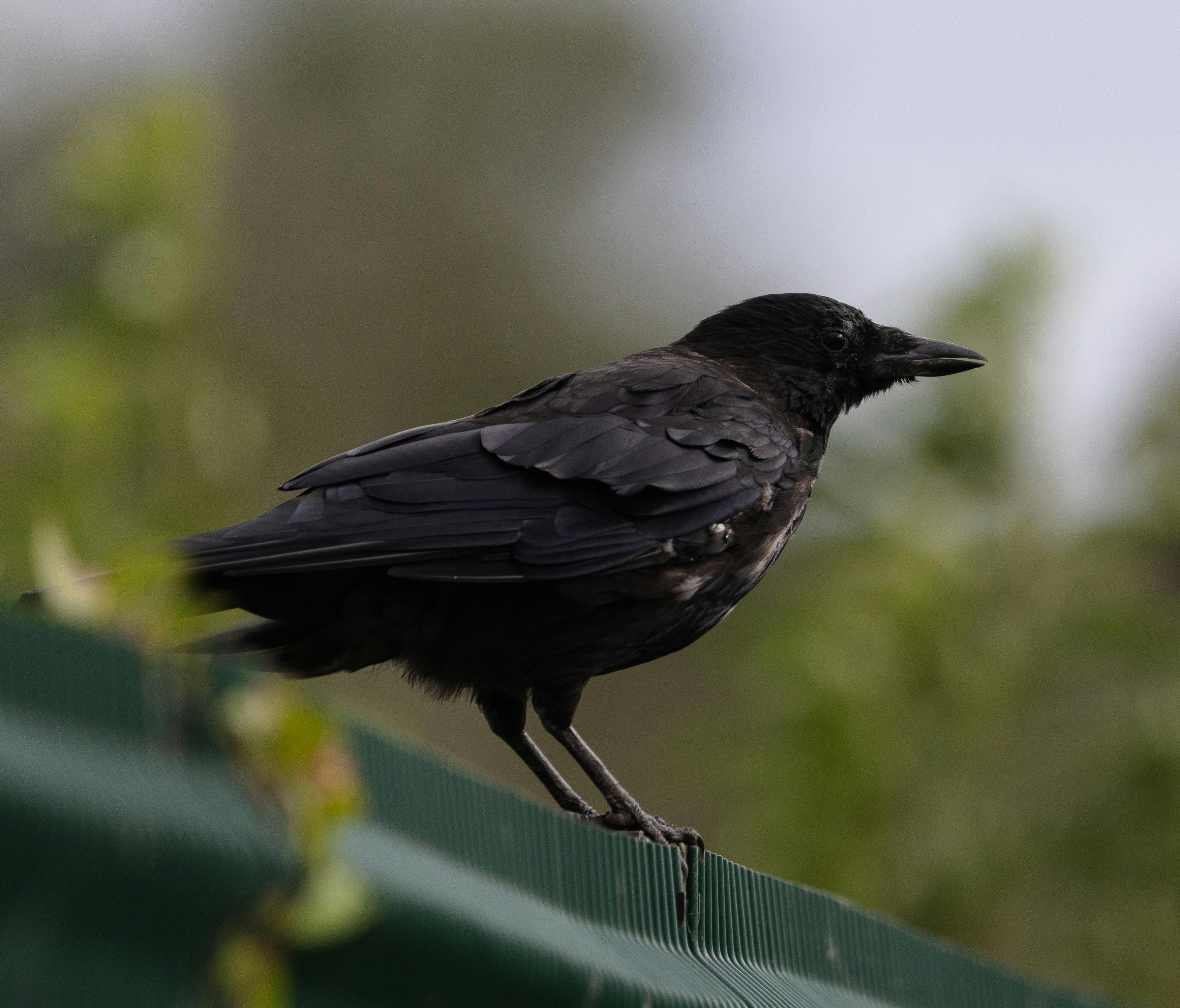 Raven Bird Photos, Download The BEST Free Raven Bird Stock Photos & HD ...