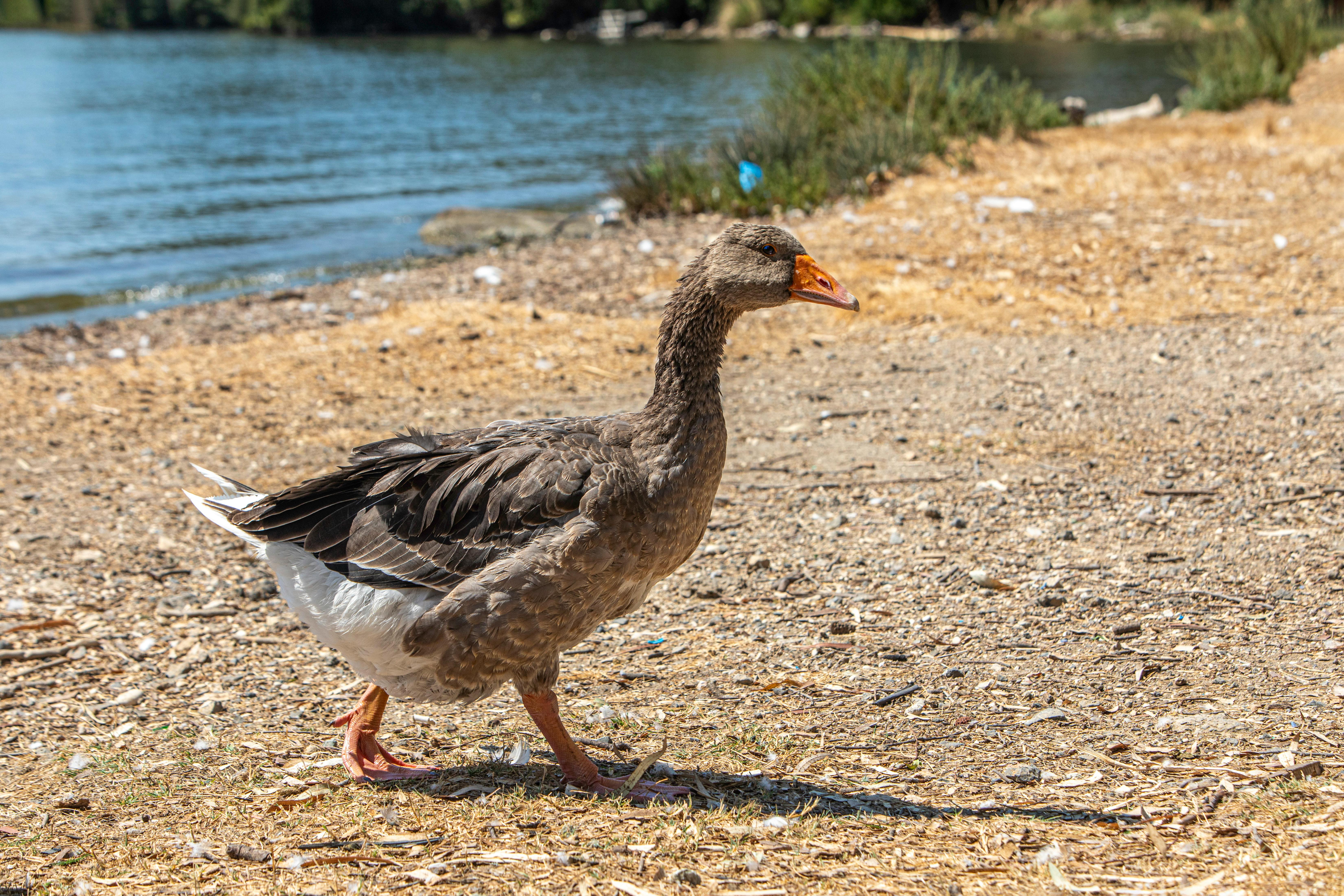 A goose walking on the ground near a body of water · Free Stock Photo