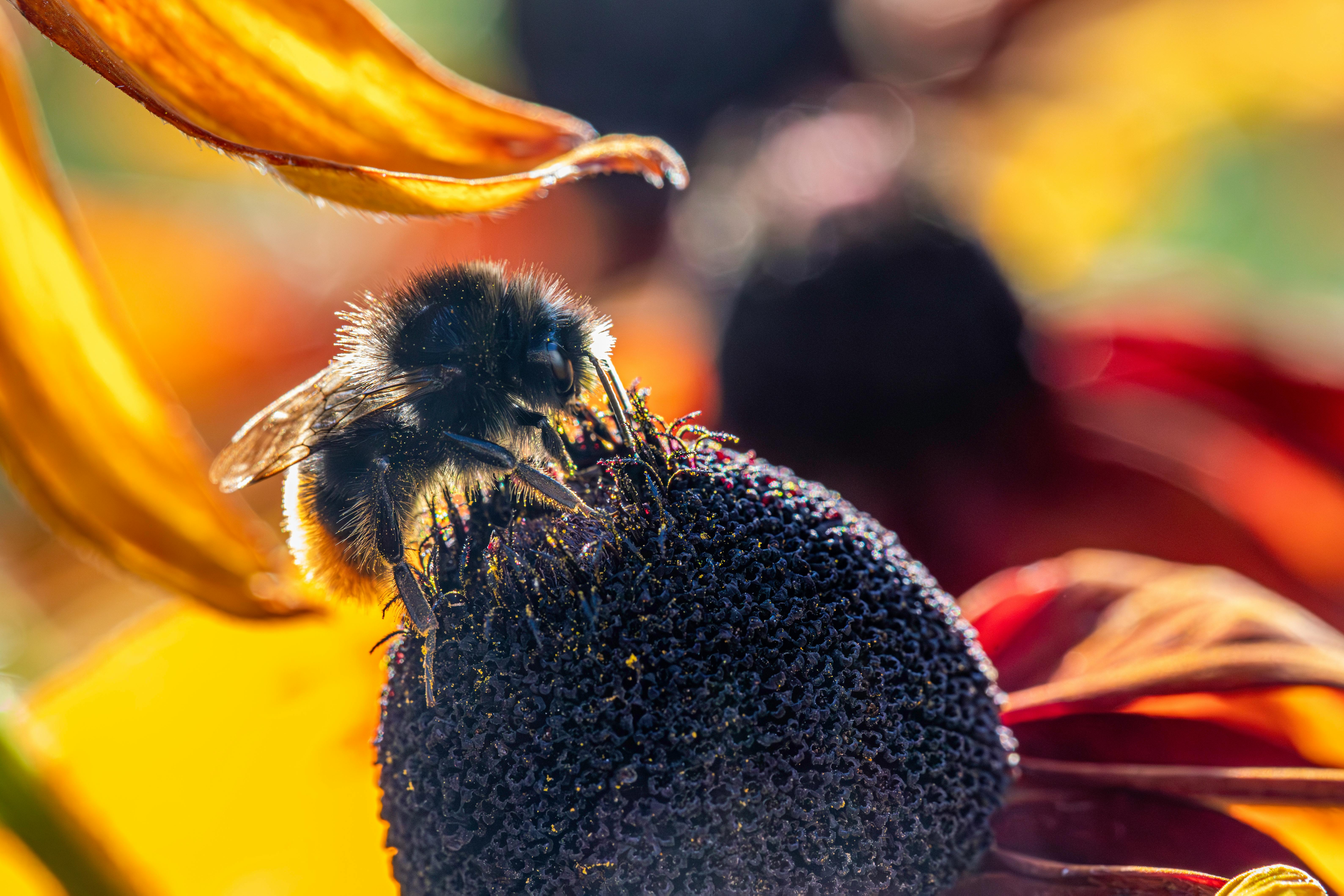 Sun Fiower Photos, Download The BEST Free Sun Fiower Stock Photos & HD ...