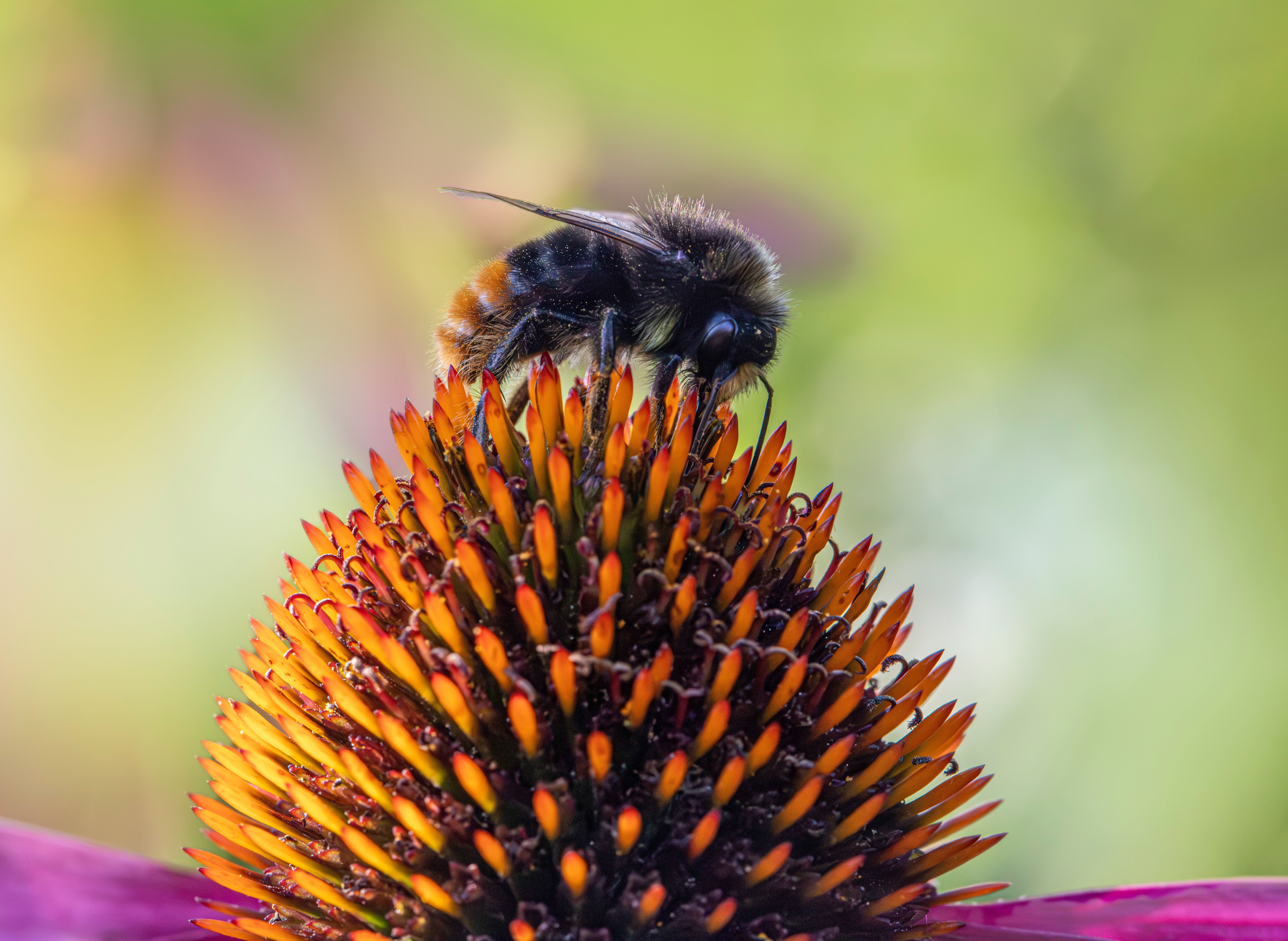 Bee On Flower · Free Stock Photo
