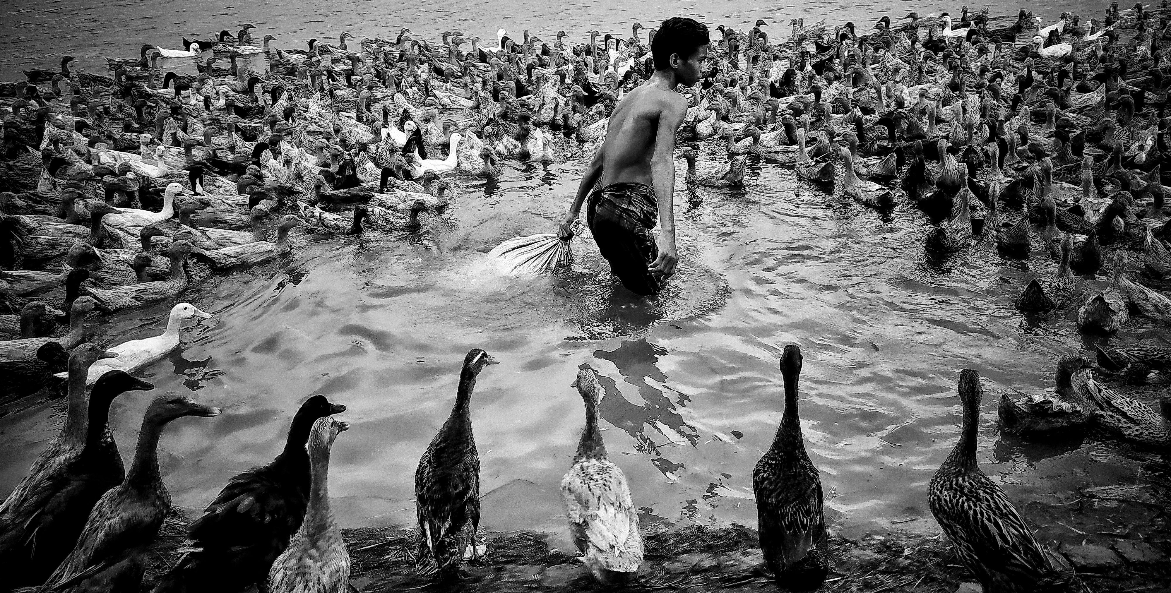 A black and white photo of a man standing in a pond with ducks · Free ...
