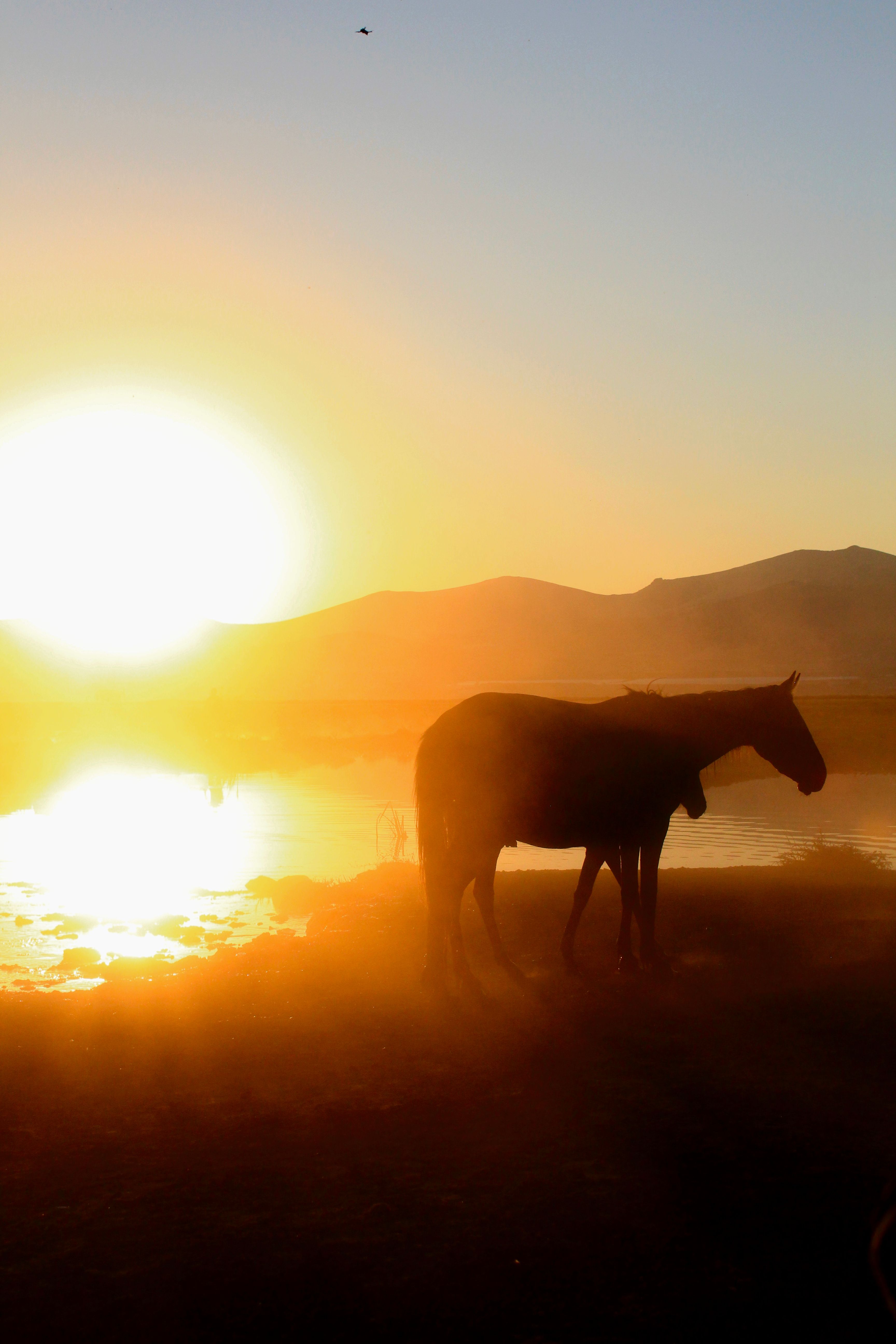 Two horses standing in the sun near a body of water · Free Stock Photo