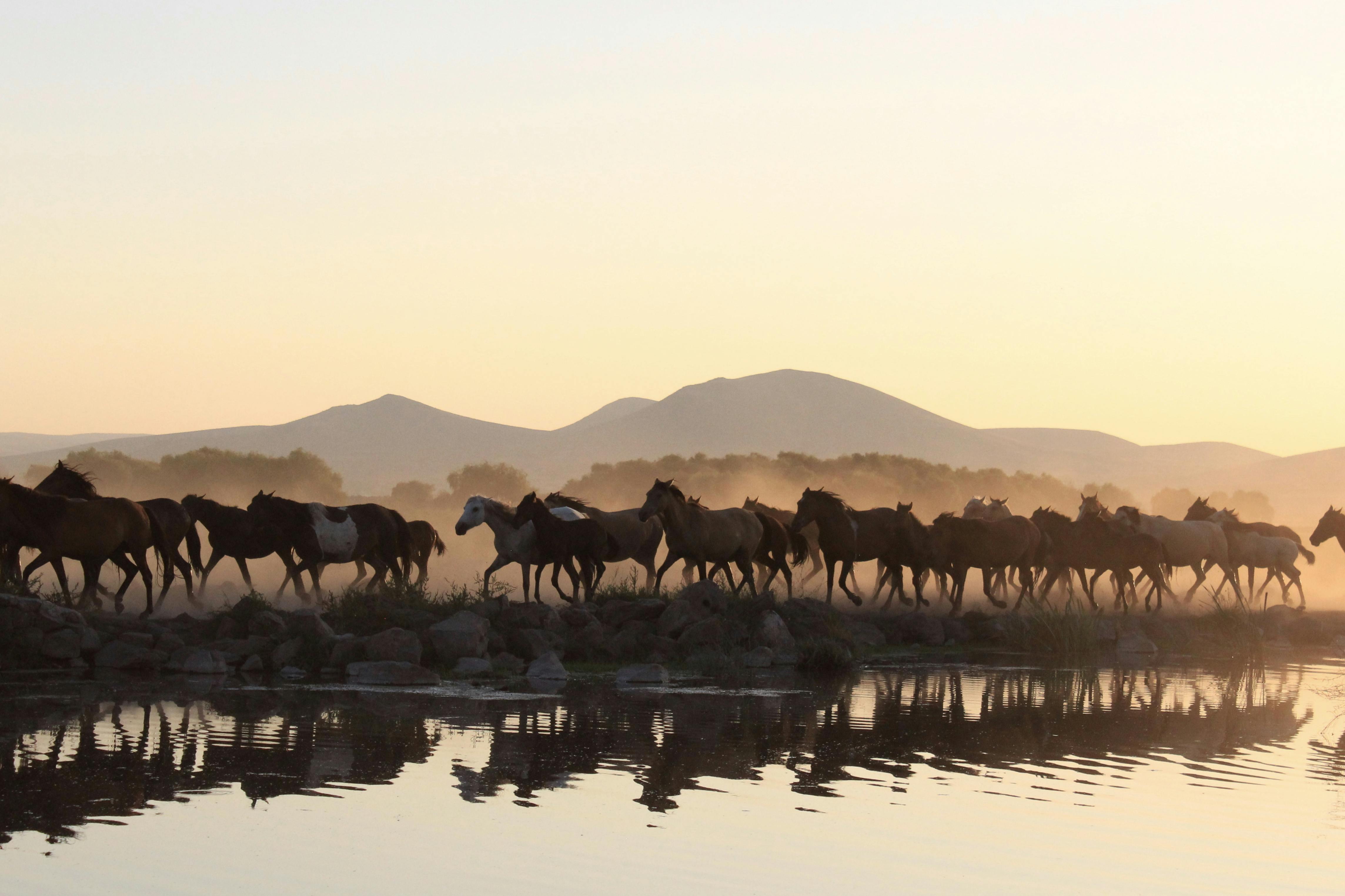 Western Lope Photos, Download The BEST Free Western Lope Stock Photos ...