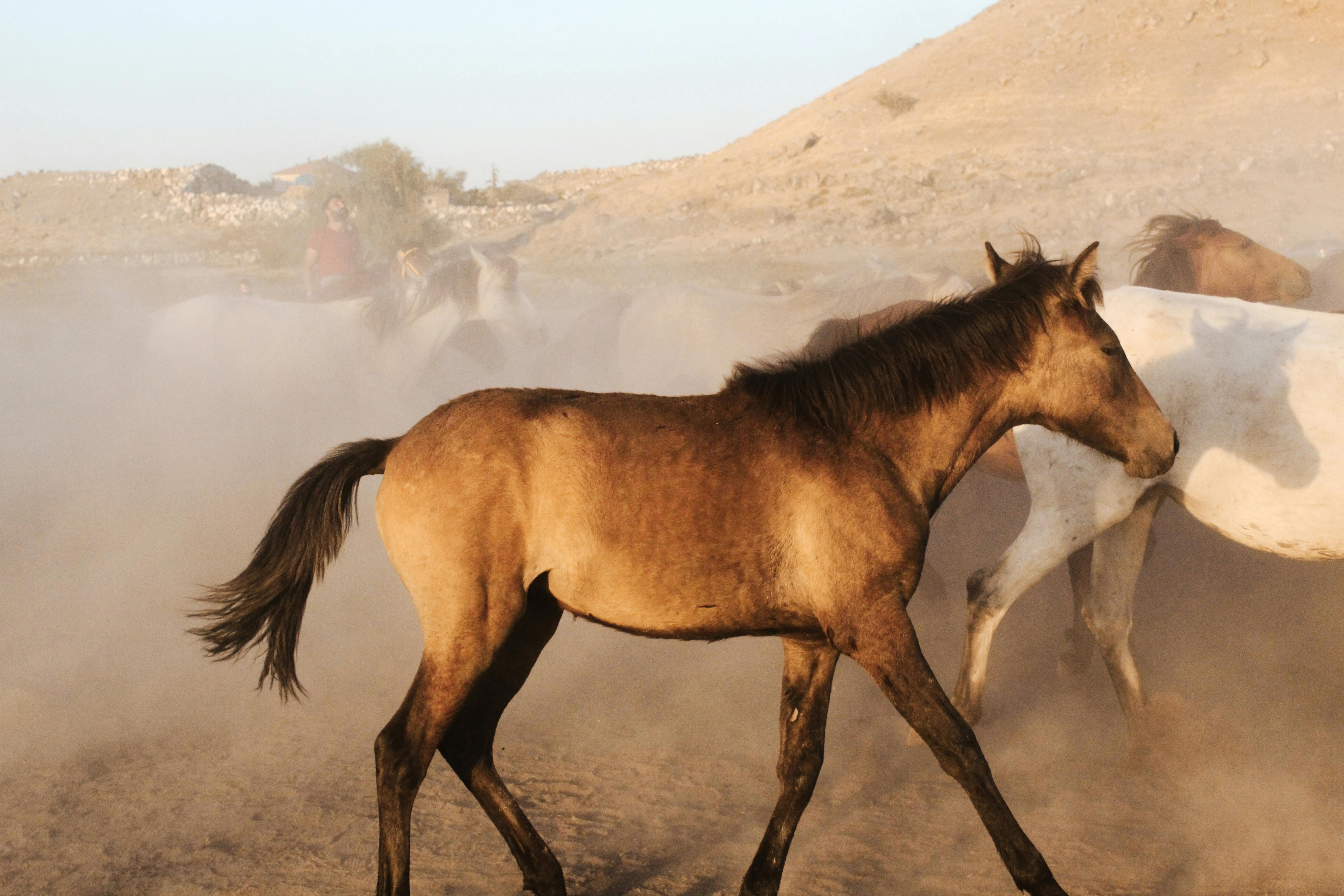A group of horses running through the dust · Free Stock Photo