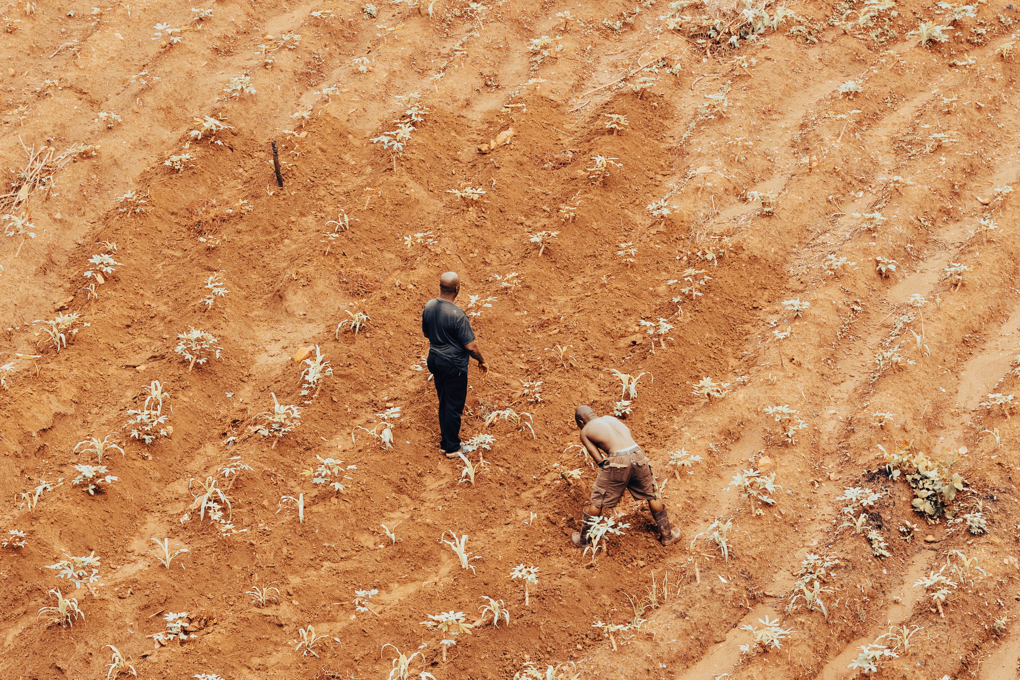 Two men are standing in a field · Free Stock Photo