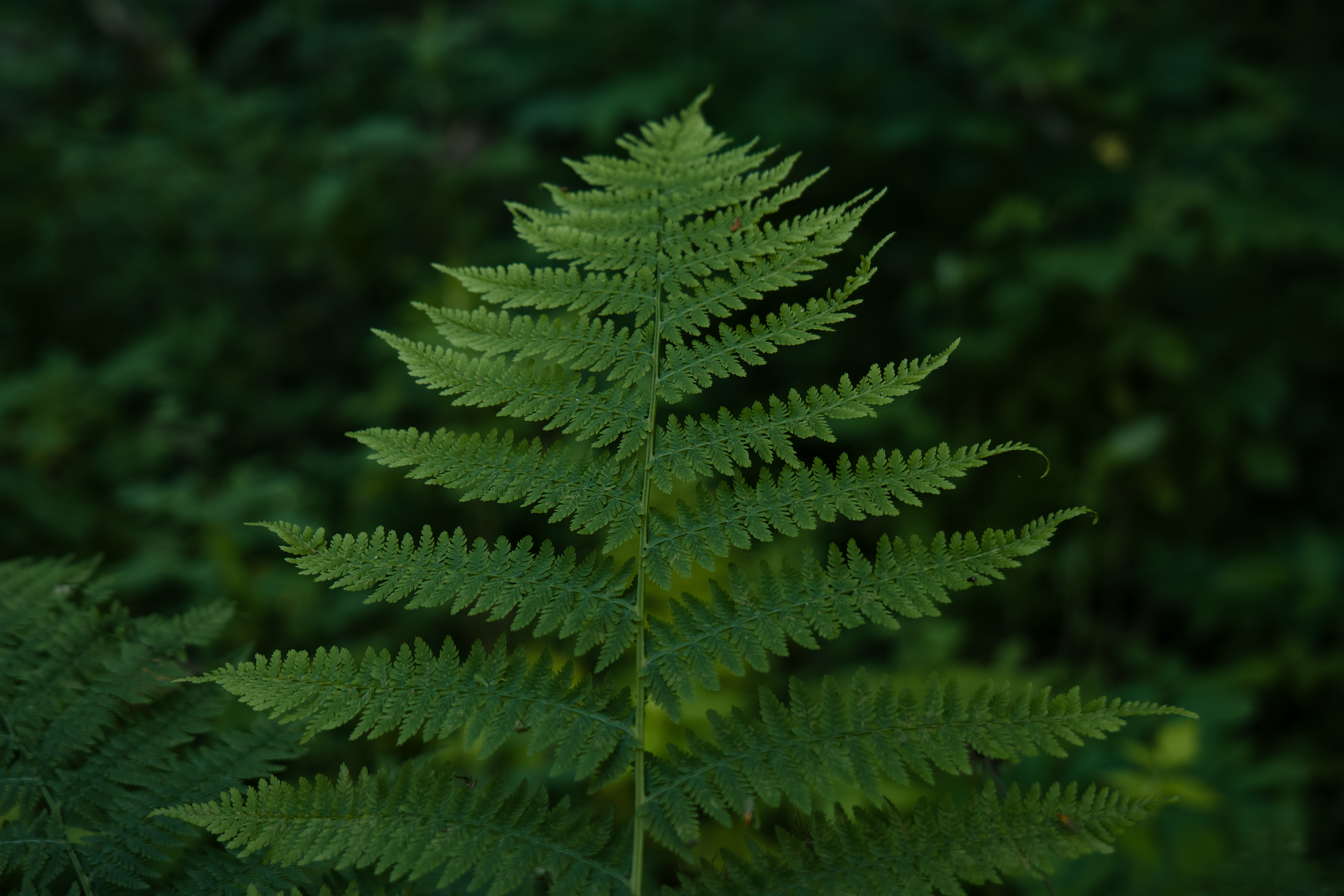 Dark Green Fern Plant · Free Stock Photo