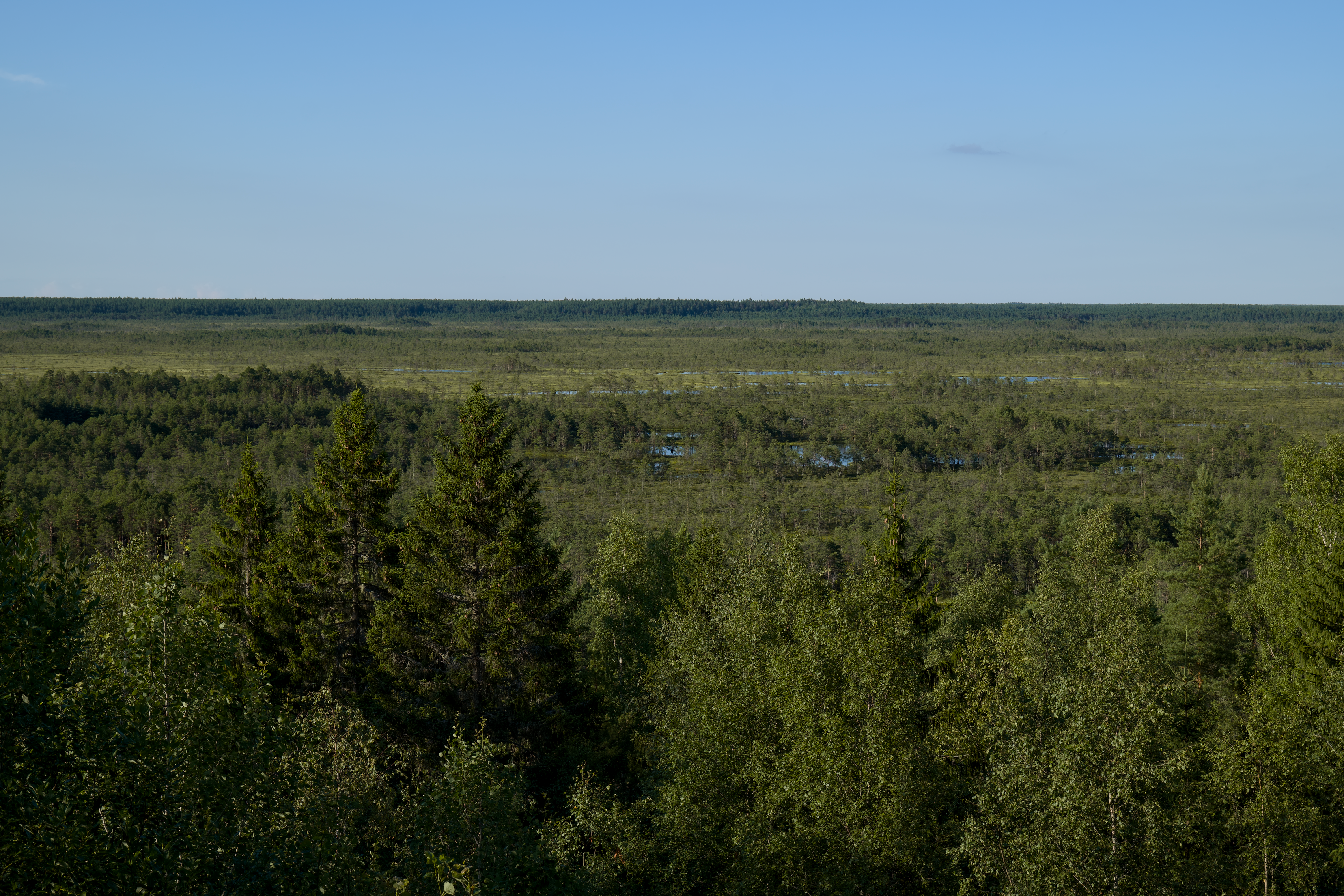 A view of a forested area with a river and trees · Free Stock Photo
