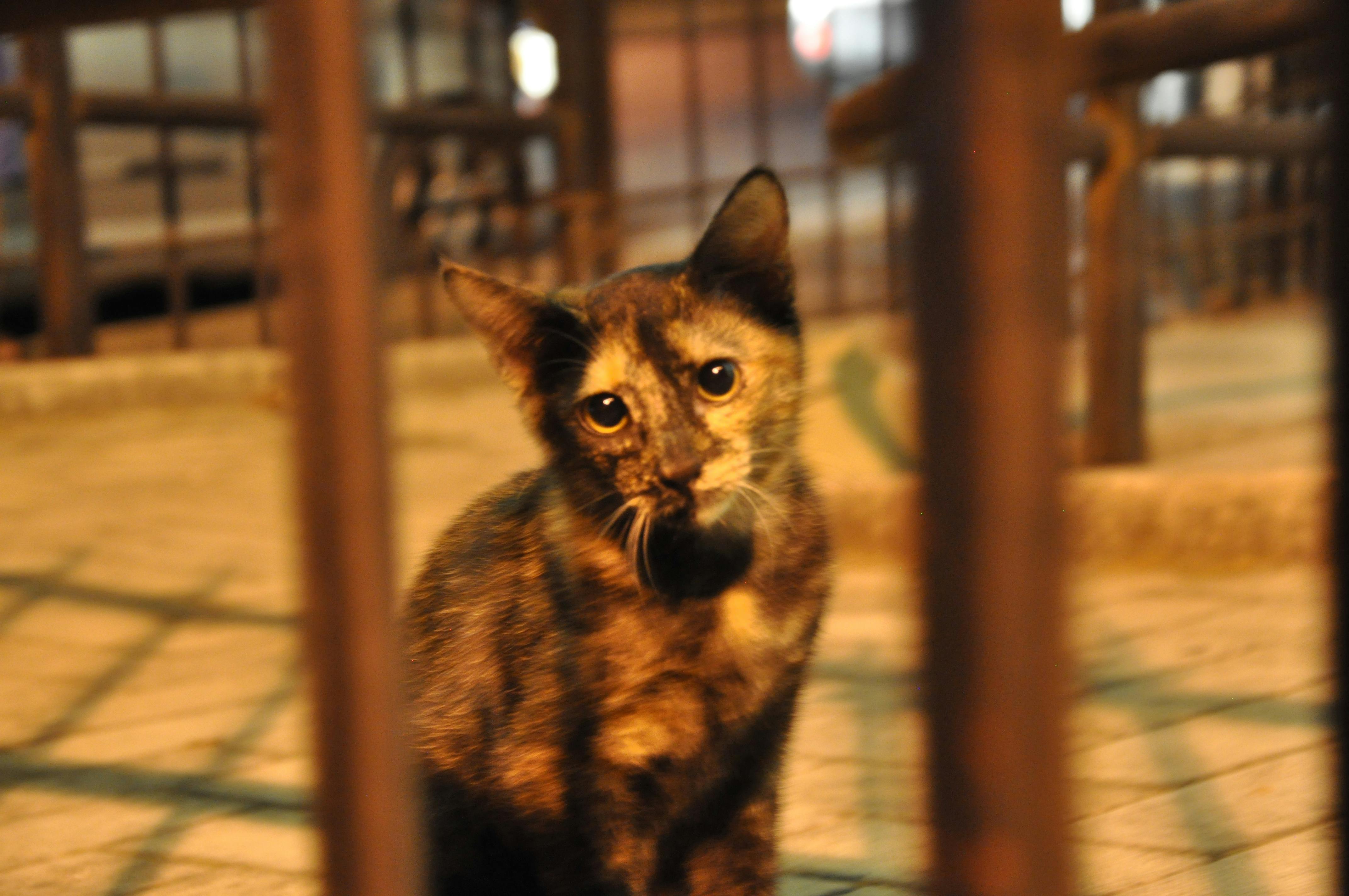 animals 25 Photos & Videos Collected by Ahmed Mulla