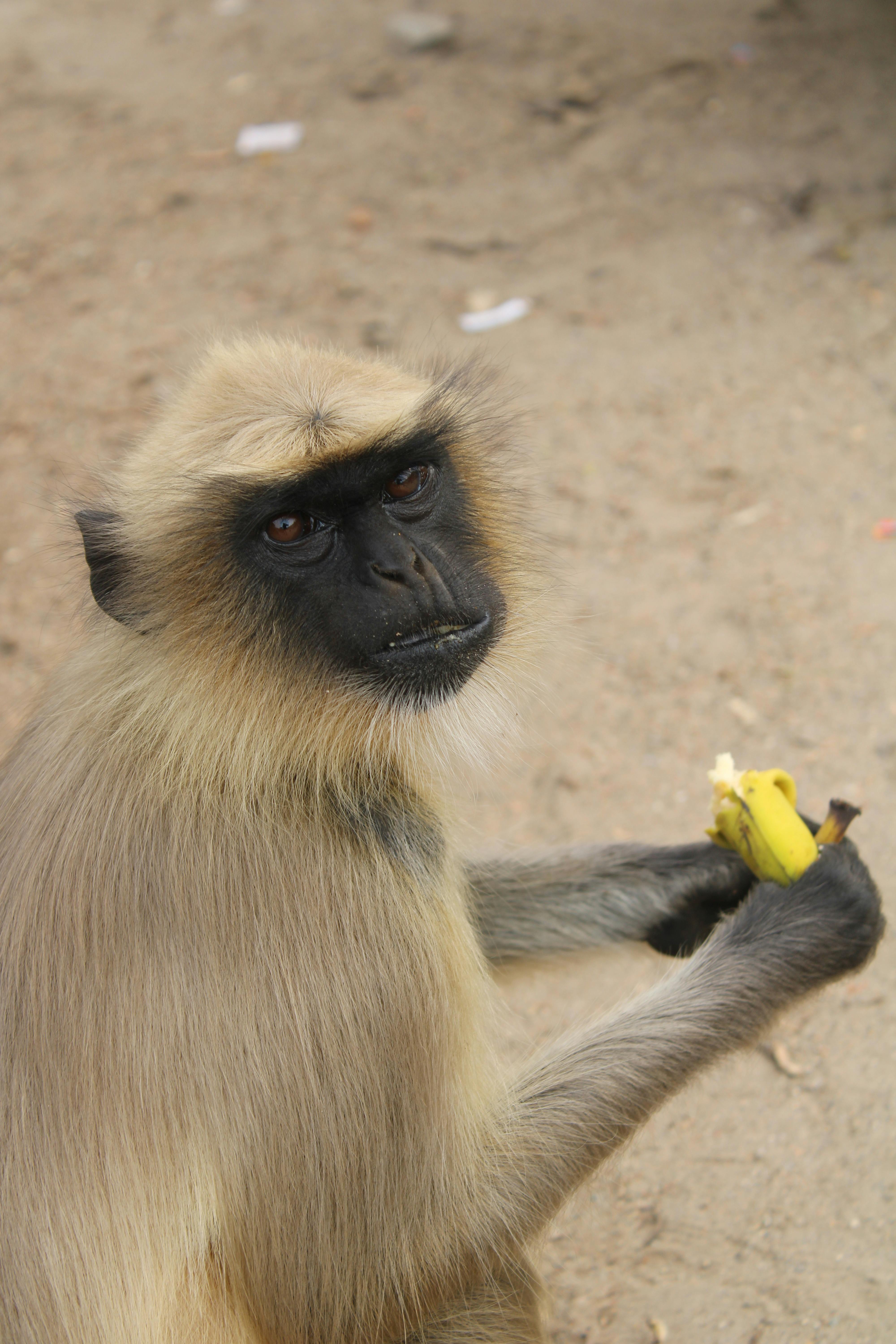 Primate Eating Photos, Download The BEST Free Primate Eating Stock ...