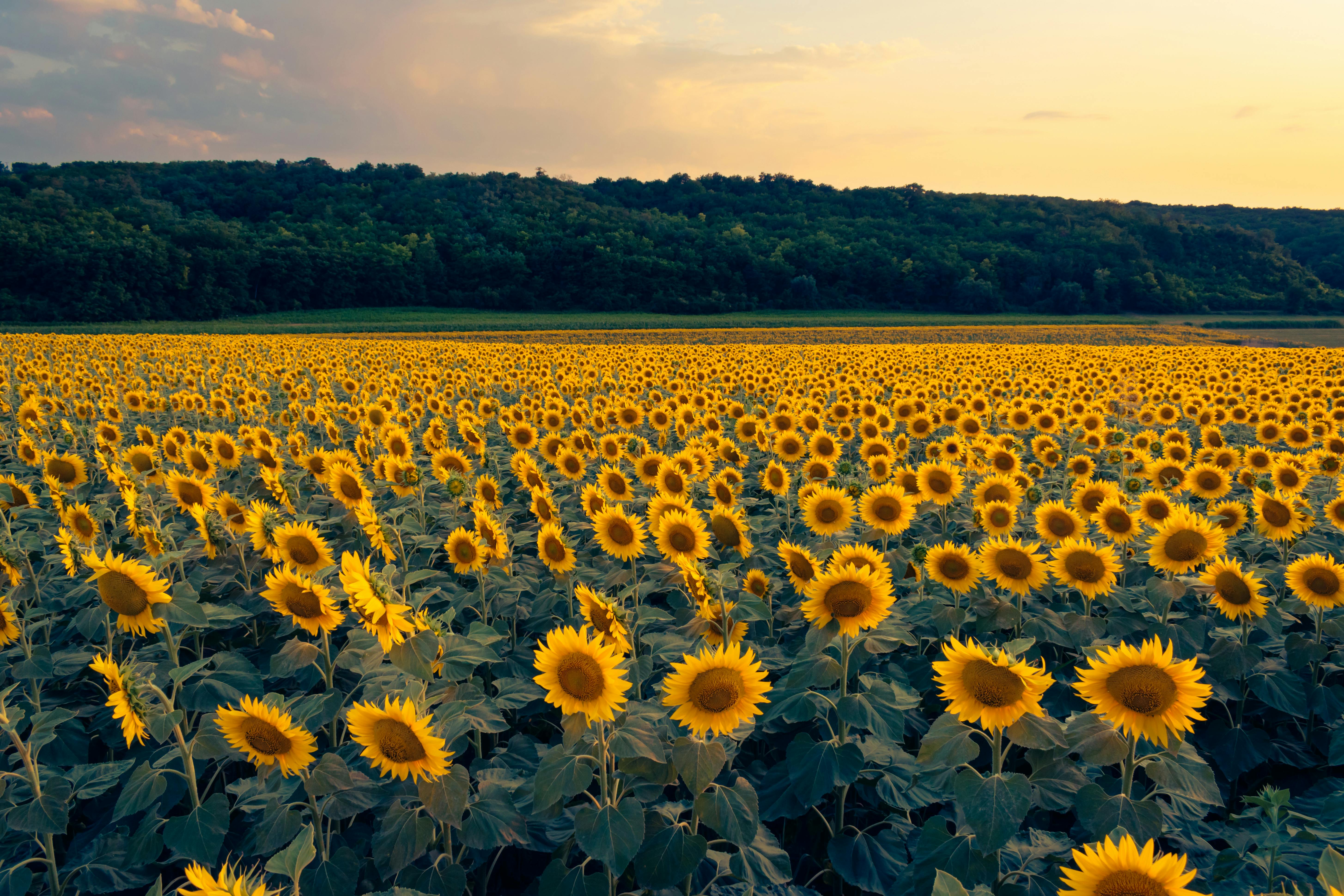 Landscape Photography of Sunflower Field during Sunset · Free Stock Photo