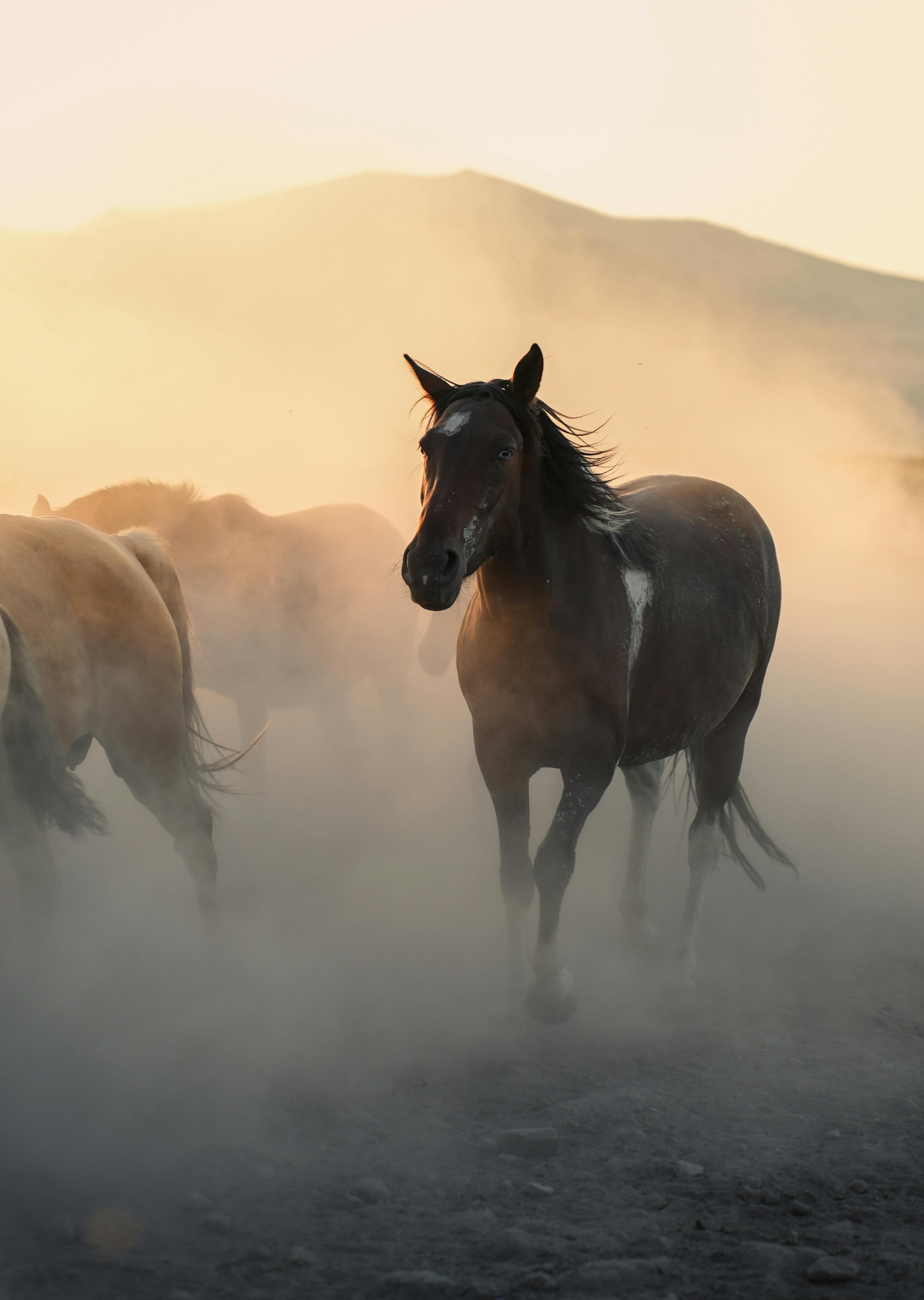 A herd of horses running through the dust · Free Stock Photo