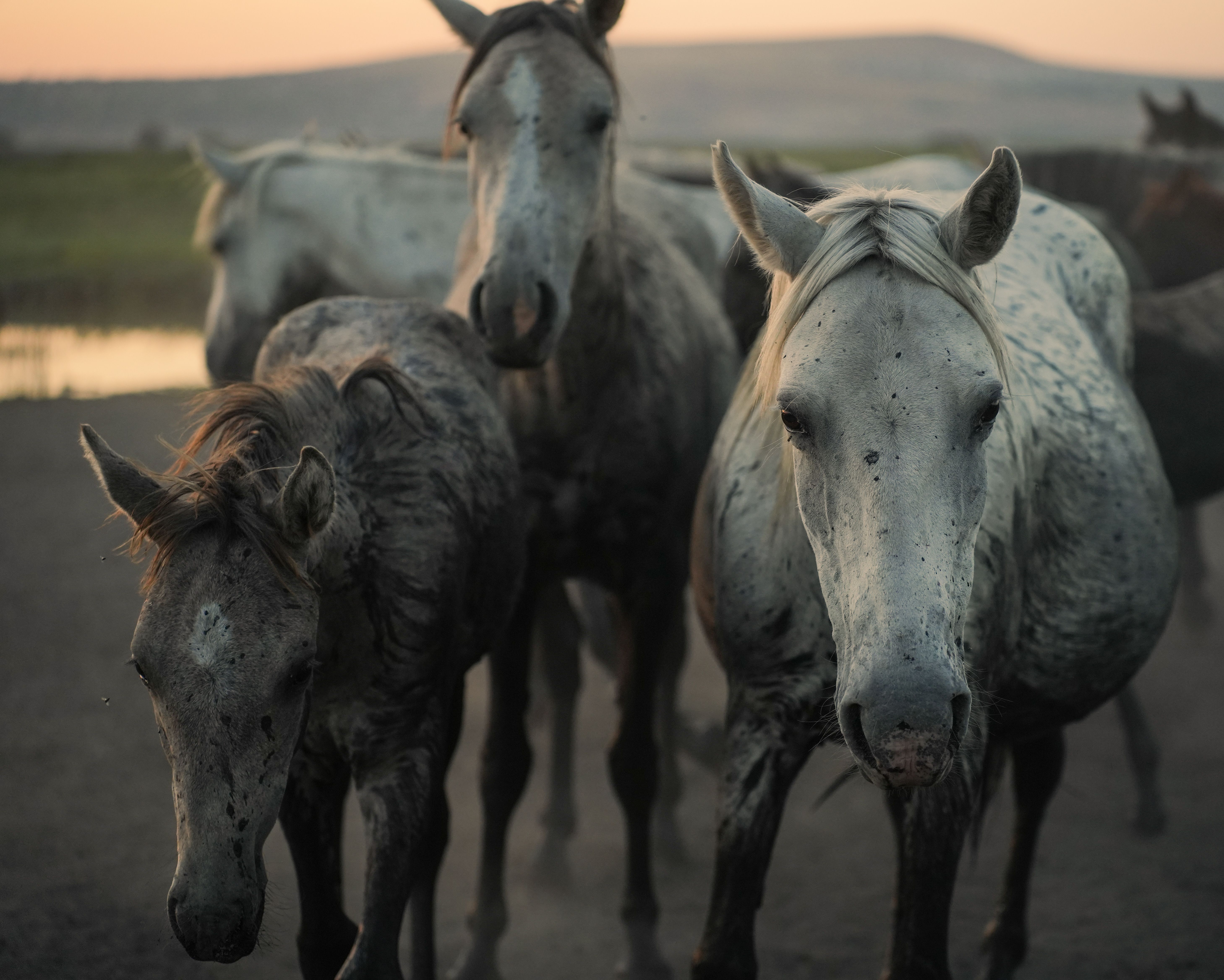 A group of horses standing together in a field · Free Stock Photo