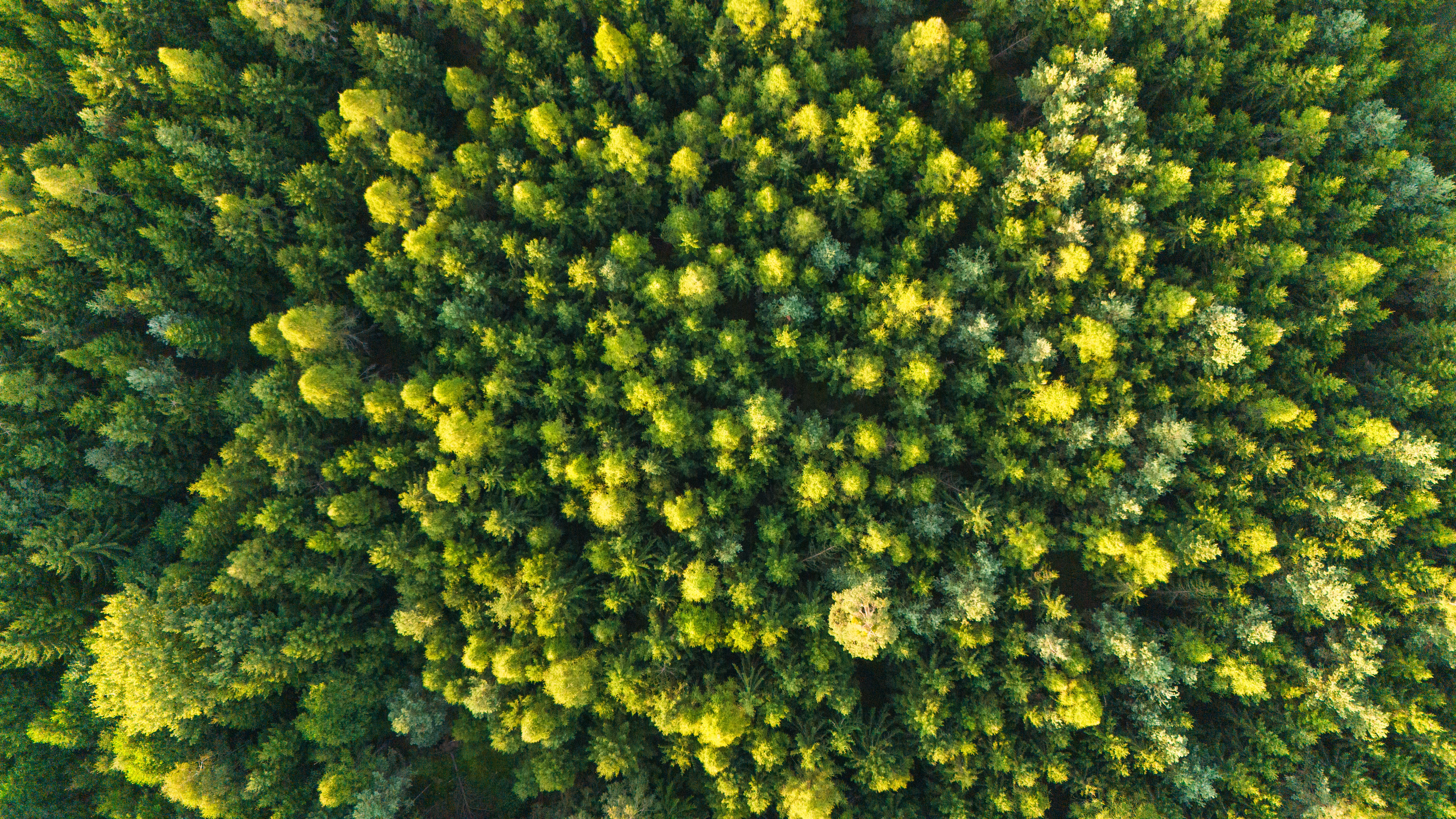 Aerial view of a forest with green trees · Free Stock Photo