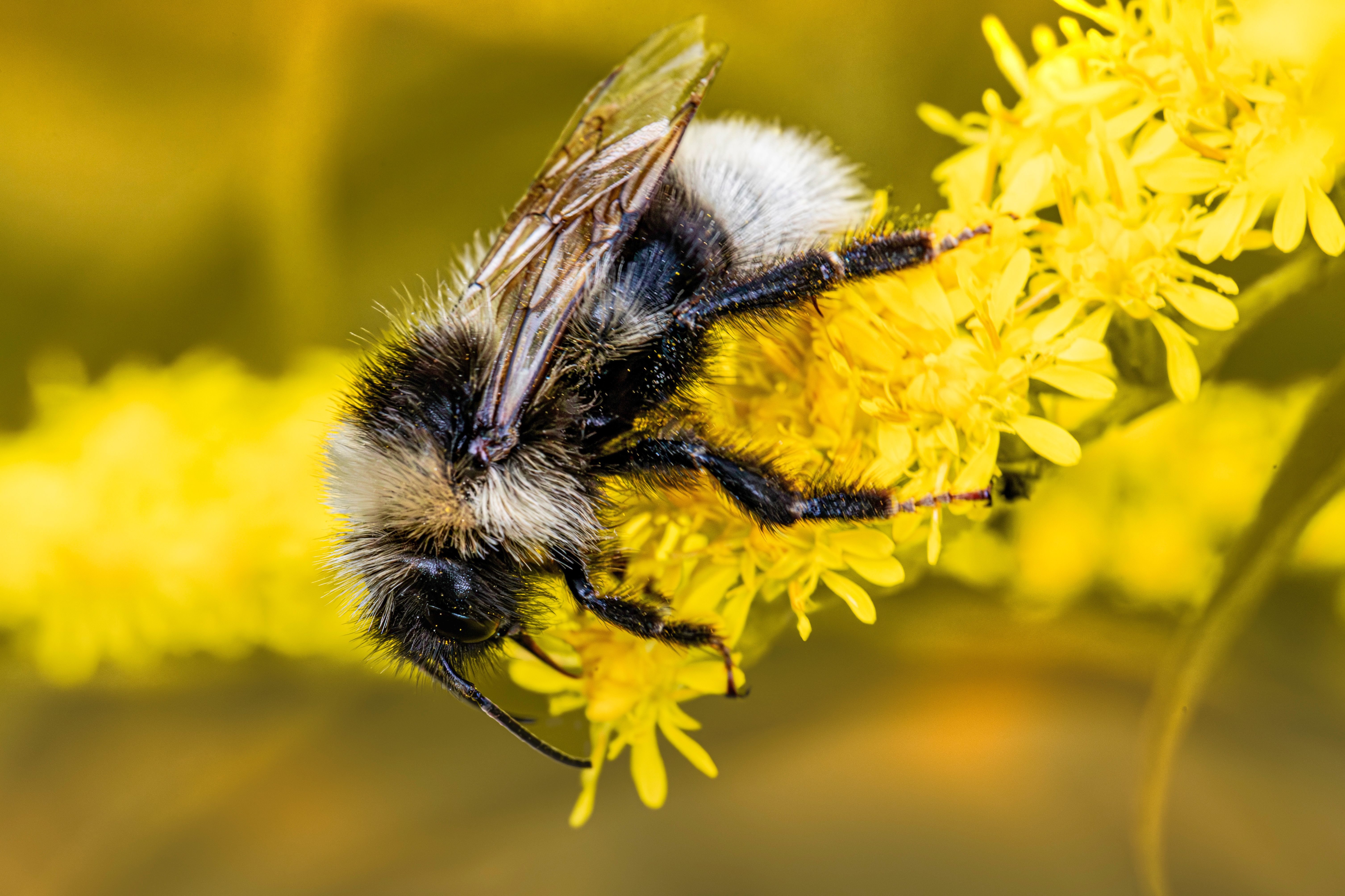One Flower Free Image Photos, Download The BEST Free One Flower Free ...