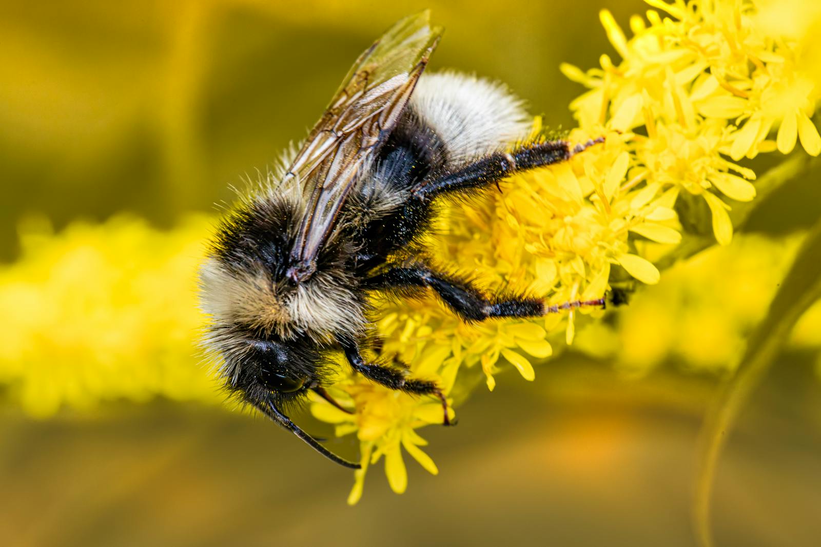 Free Bee Balm Photos, Download The BEST Free Free Bee Balm Stock Photos ...