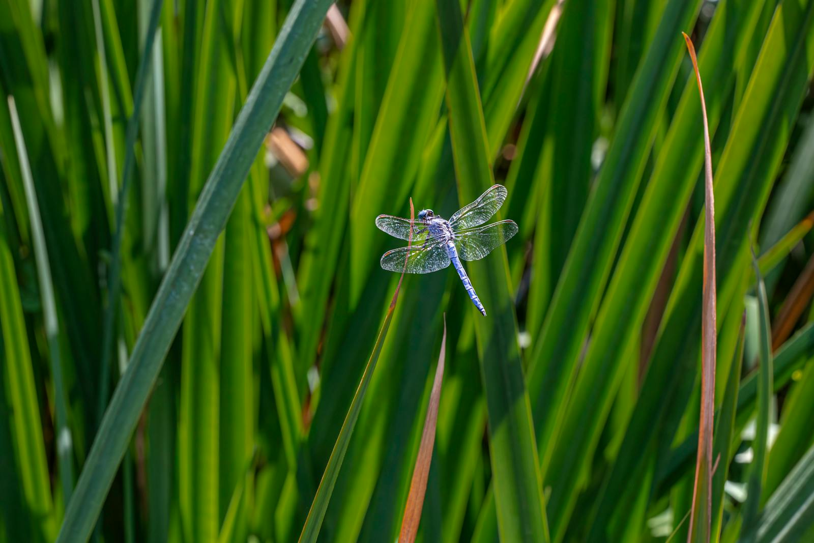 Dragonfly Images Photos, Download The BEST Free Dragonfly Images Stock ...