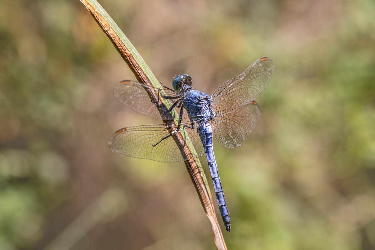 Dragonfly Images Photos, Download The BEST Free Dragonfly Images Stock ...