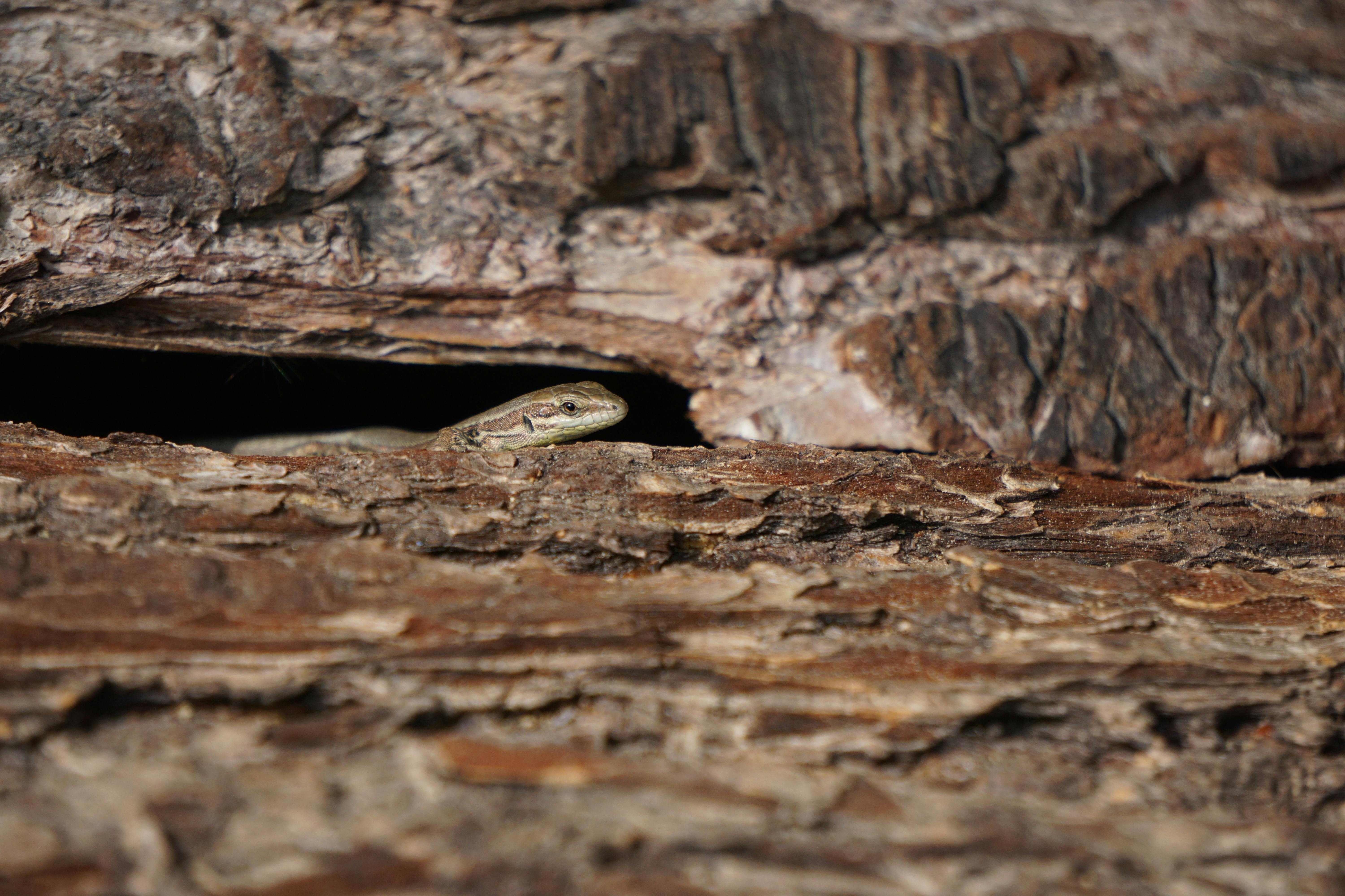 A lizard peeking out from behind a tree trunk · Free Stock Photo