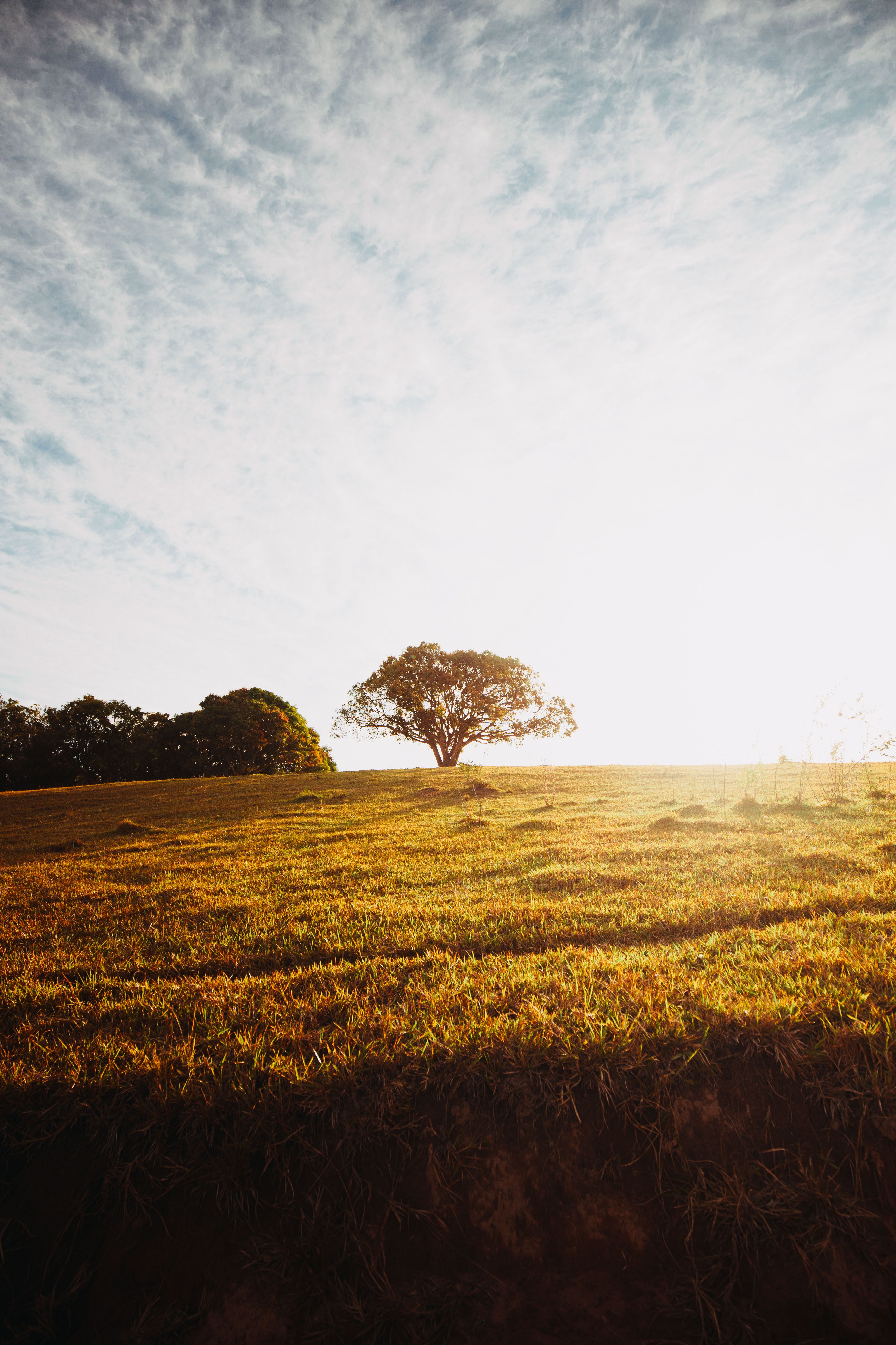 A lone tree in a field at sunset · Free Stock Photo